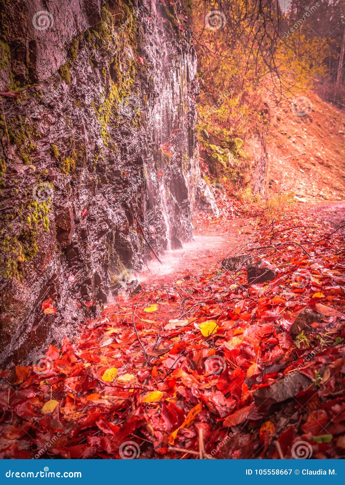 Water Dripping on a Rock Wall in the Forest Stock Image - Image of ...