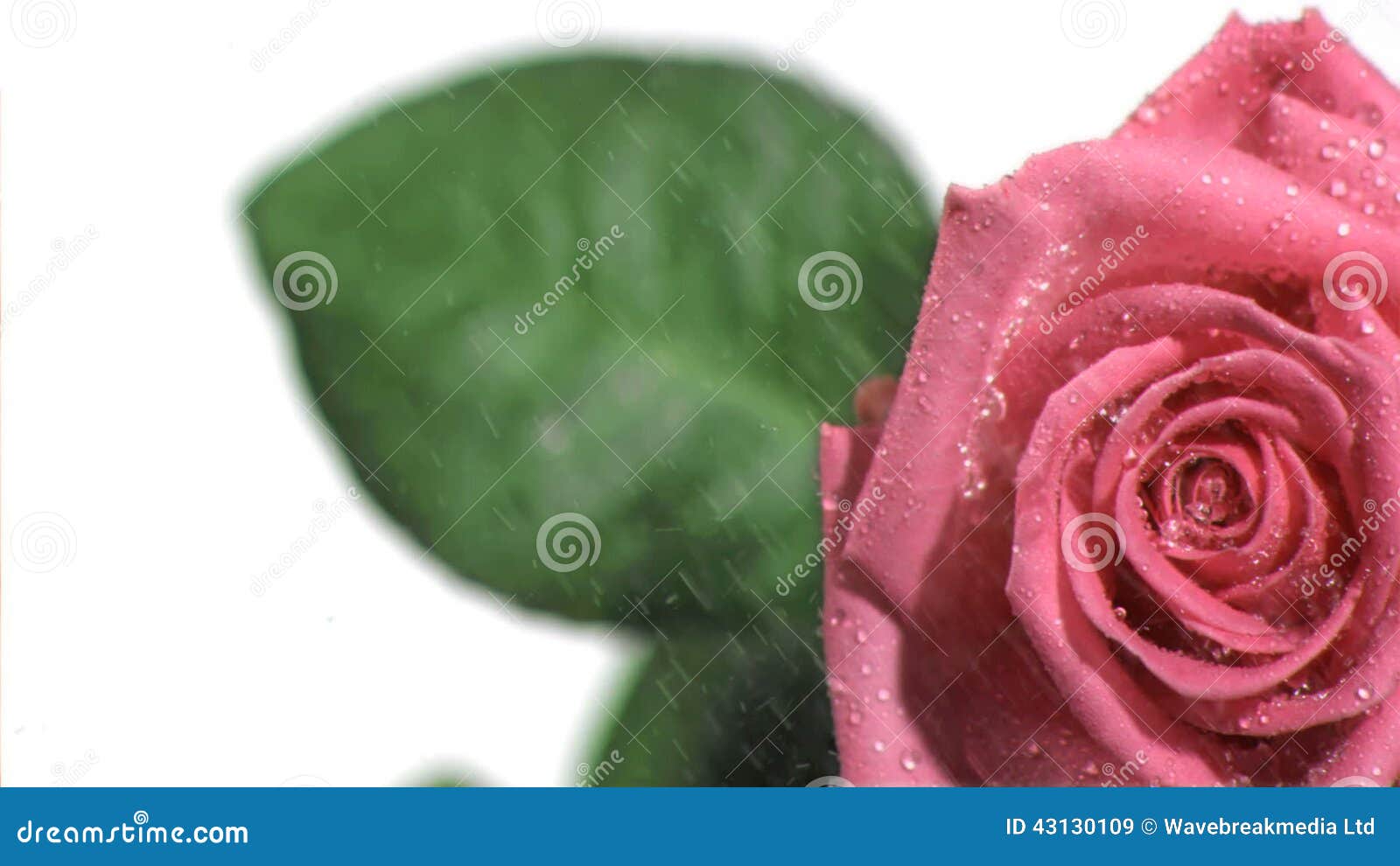 Water Dripping in Super Slow Motion on a Pink Rose Stock Video - Video ...