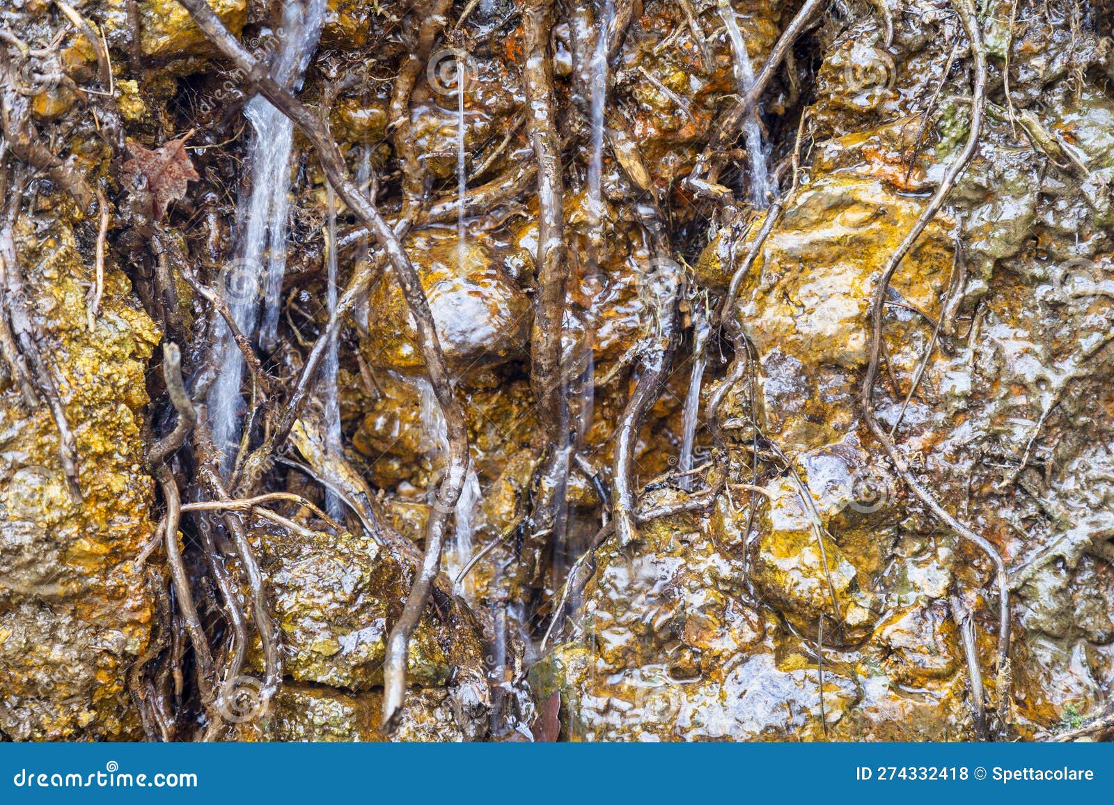 Water Drips Drop on the Stones Stock Photo - Image of forest, drips ...