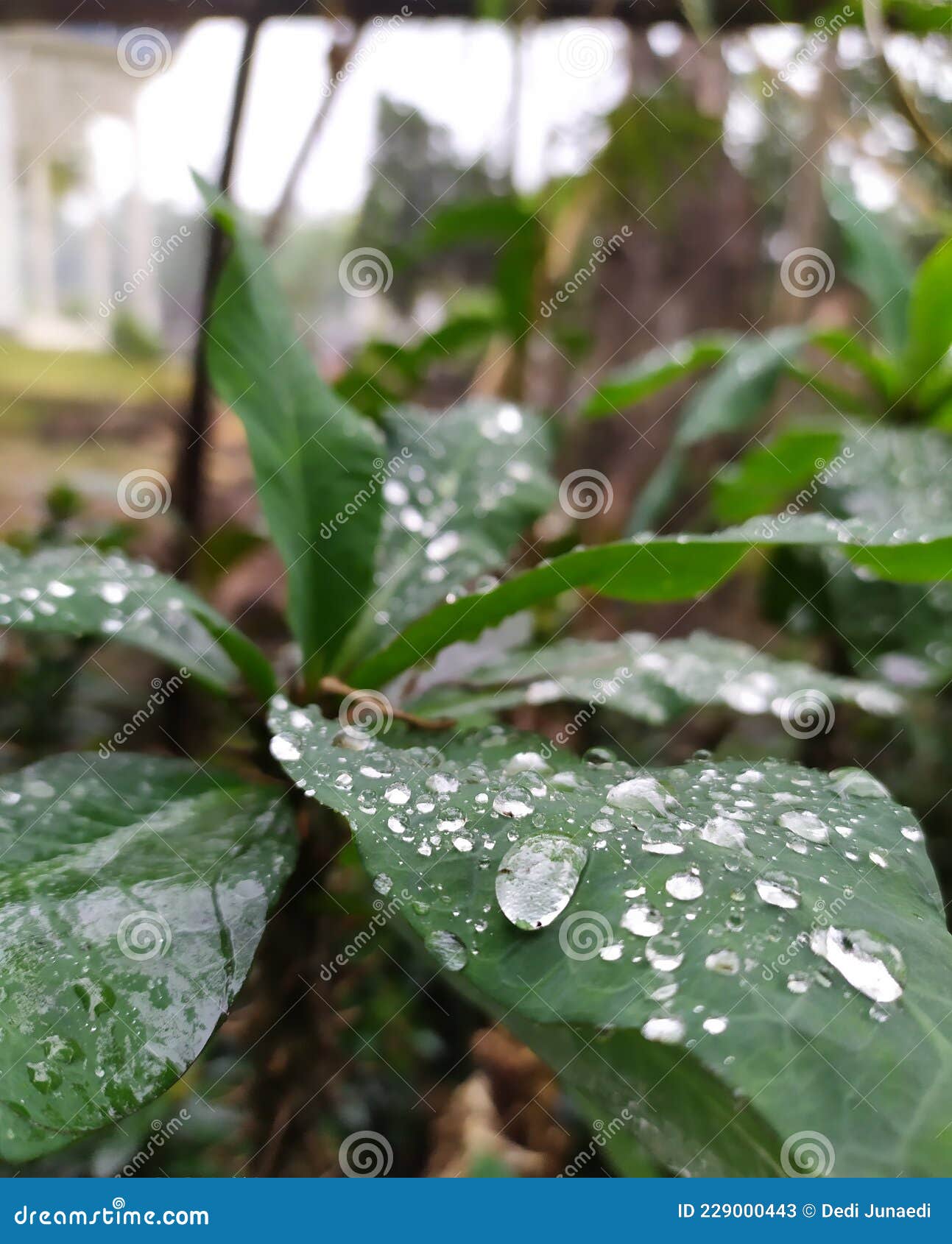 Water drips after rain stock image. Image of drips, water - 229000443