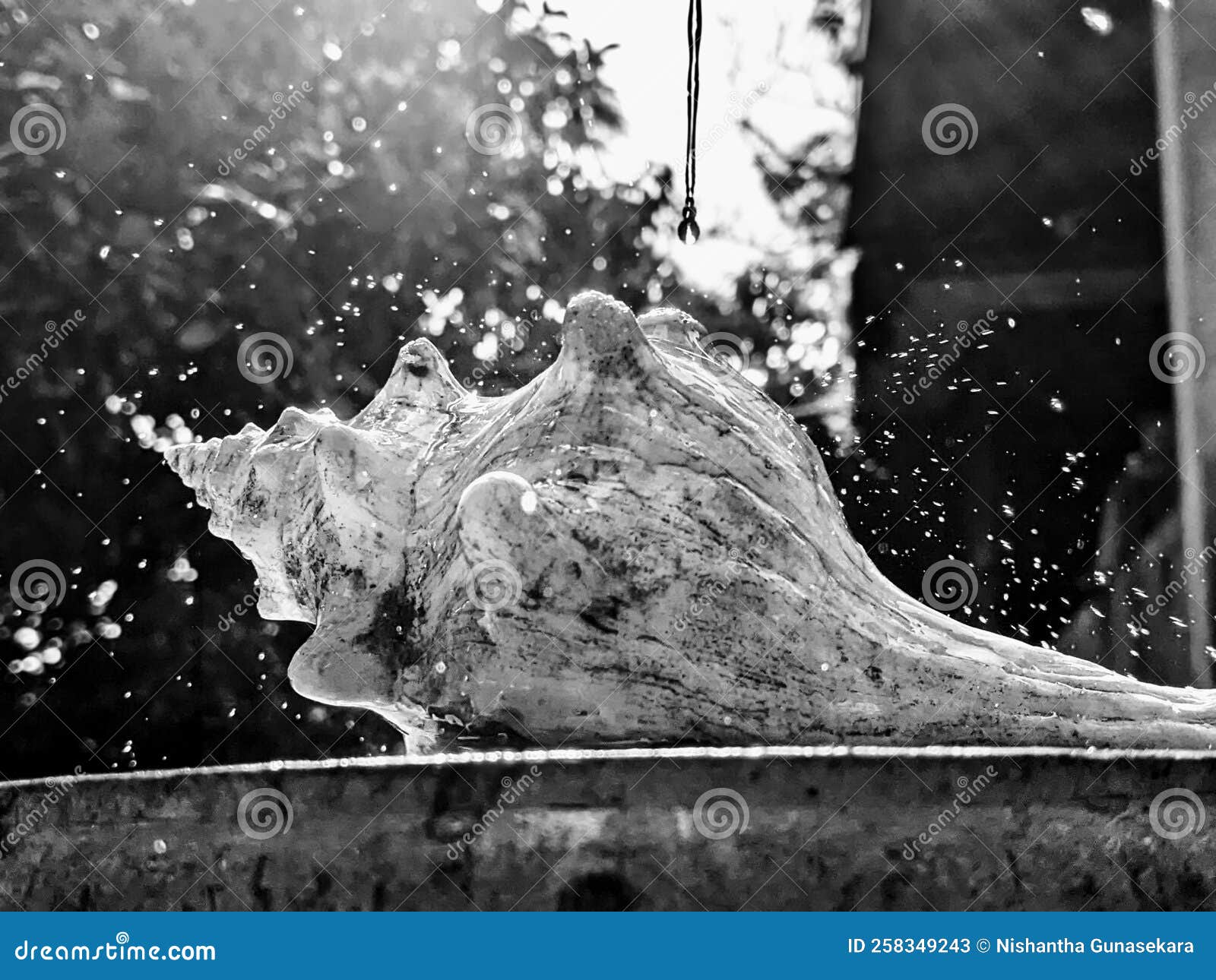 Water drizzle on the conch stock image. Image of roplets - 258349243