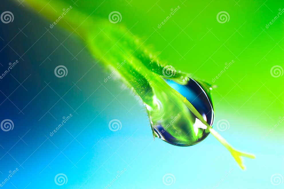 Water Drop stock photo. Image of clean, drip, hydro, flora - 2556982