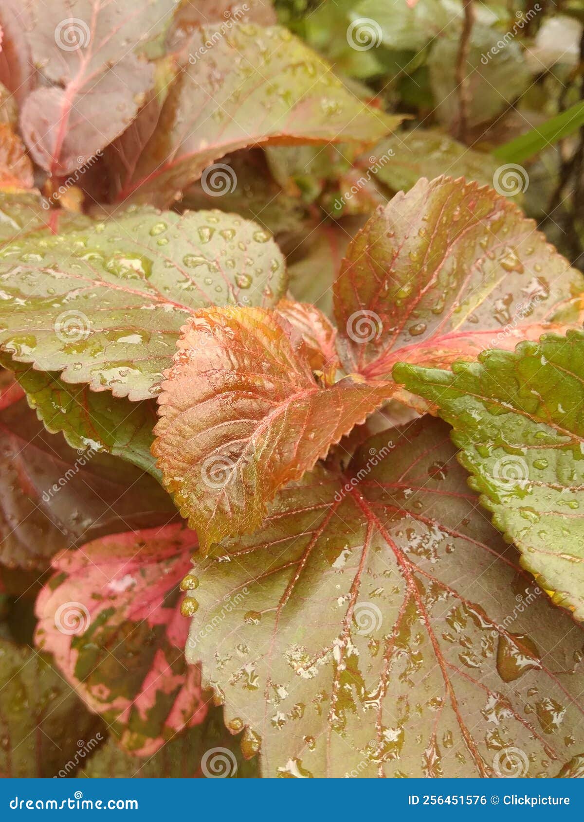 Water Drop with Acalypha Leaf Plants, Beautiful Macro Leaf Stock Photo ...