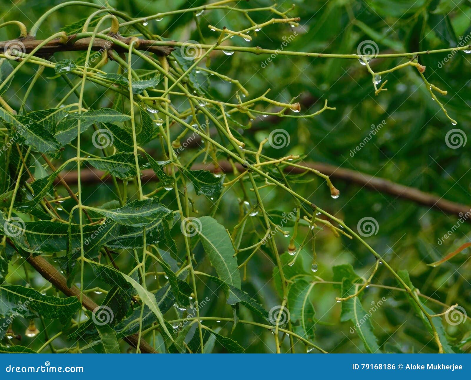 Water drop stock photo. Image of natural, drop, neem - 79168186