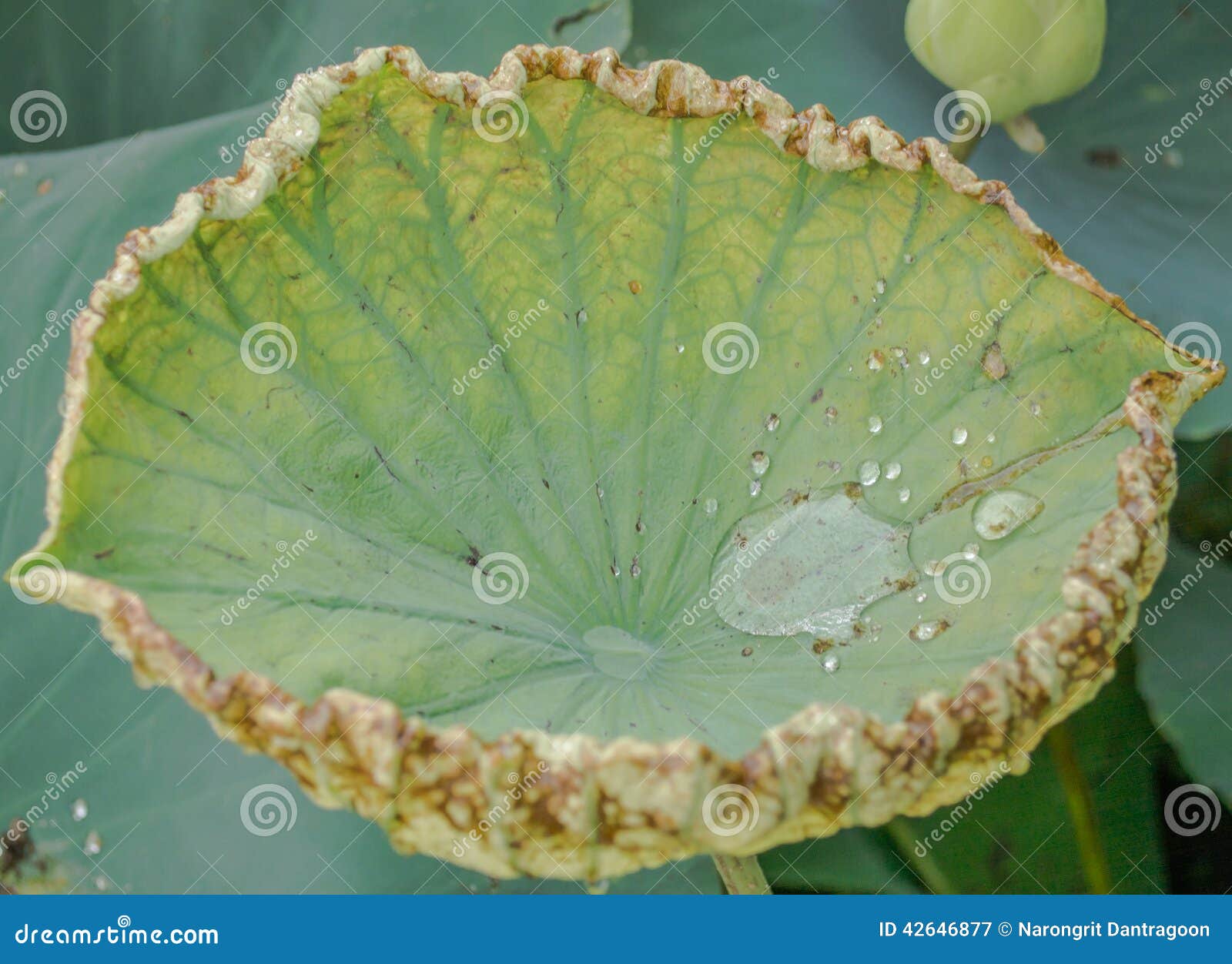 Water Drop on Big Lotus Leaf Stock Image - Image of lotus, curve: 42646877