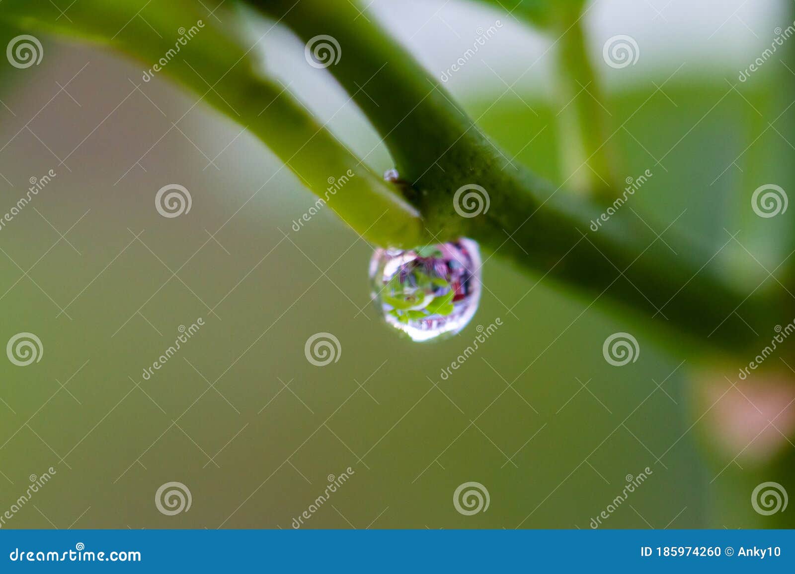 Water Drop on Blossom of Potted Lemon Tree Citrus Limon Stock Photo ...