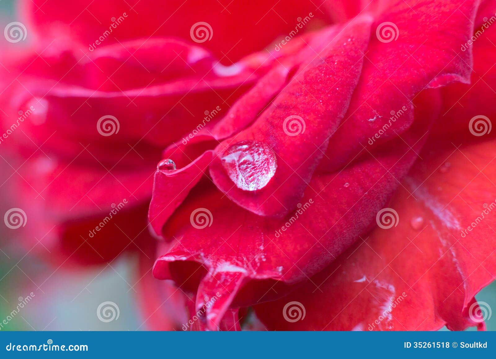 Water Drop on Blossom Red Rose Stock Photo - Image of gift, scented ...