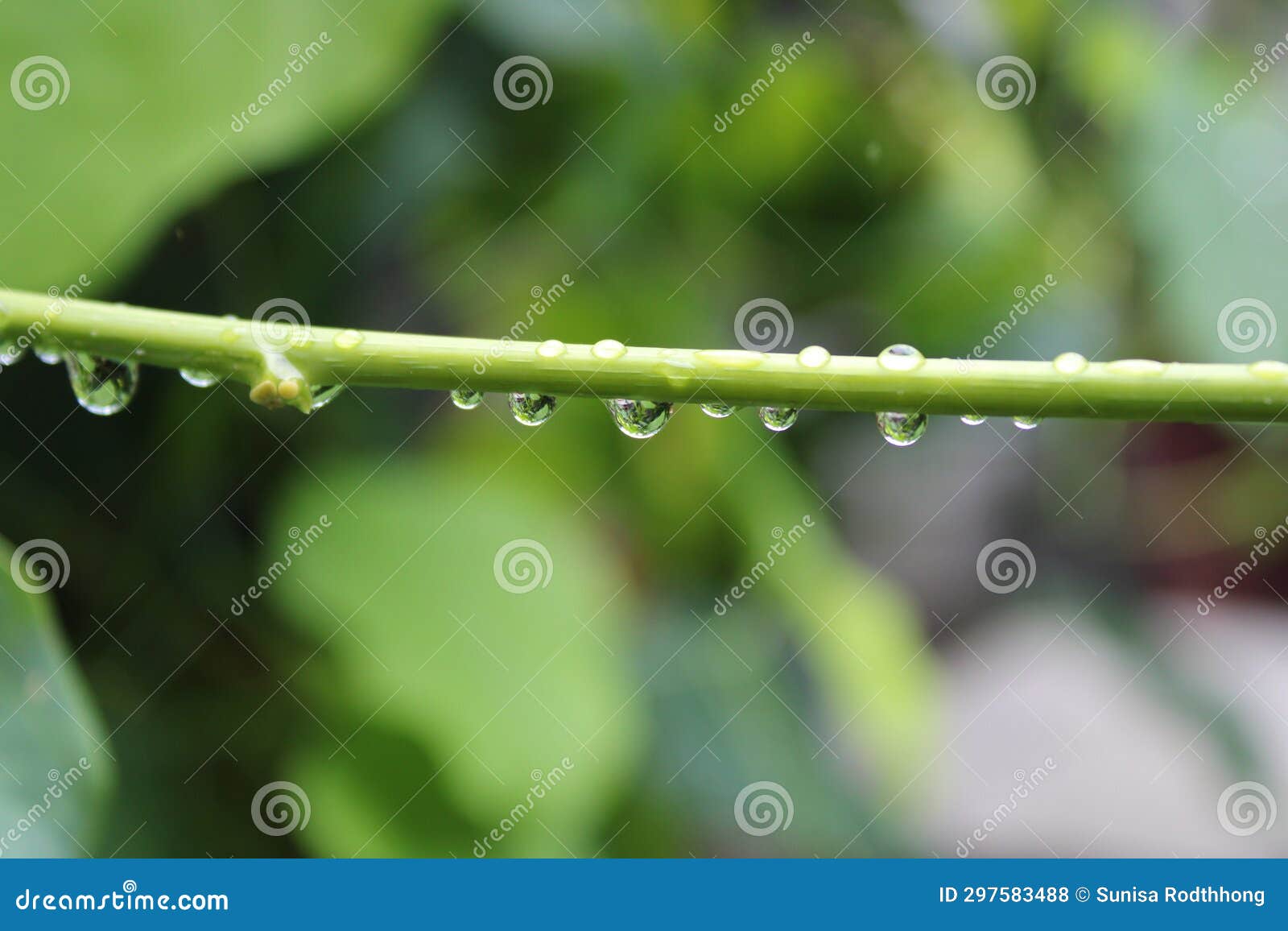 Water drop on branch. stock photo. Image of tree, drop - 297583488