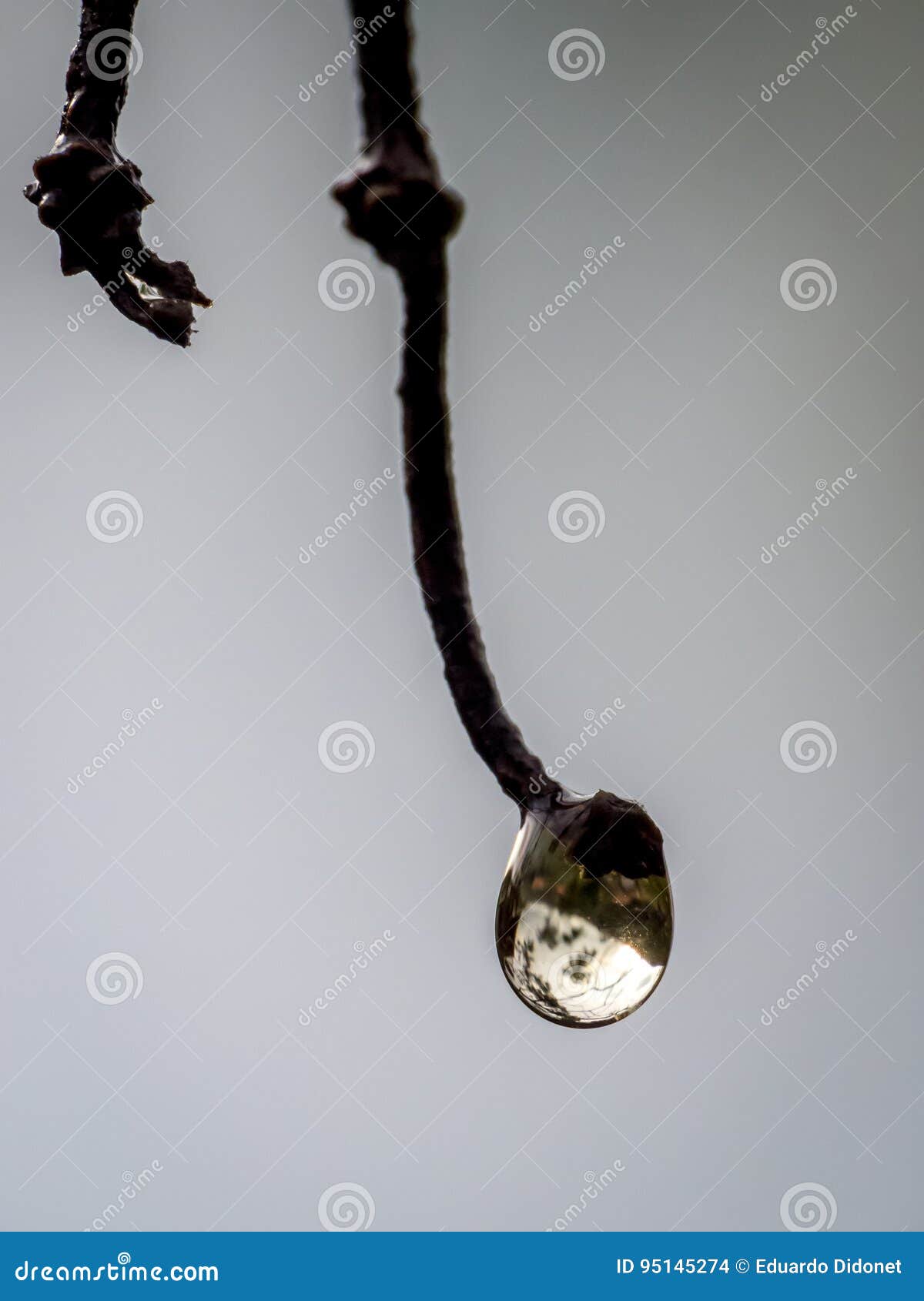 Water drop on a branch stock photo. Image of branch, freshness - 95145274
