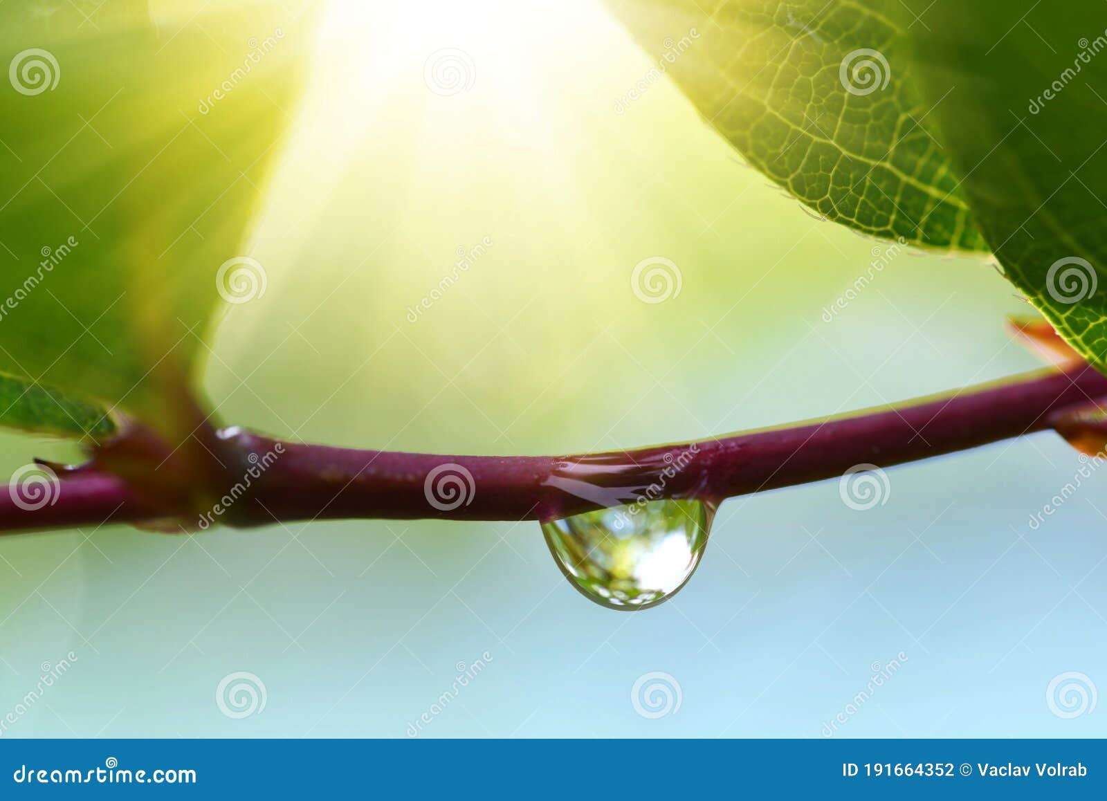Water Drop on Branch of Tree Close Up. Stock Photo - Image of natural ...