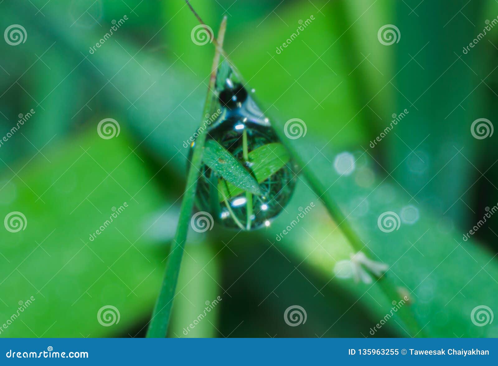 Water Drop Close-up on Grass Blur Background Stock Image - Image of ...