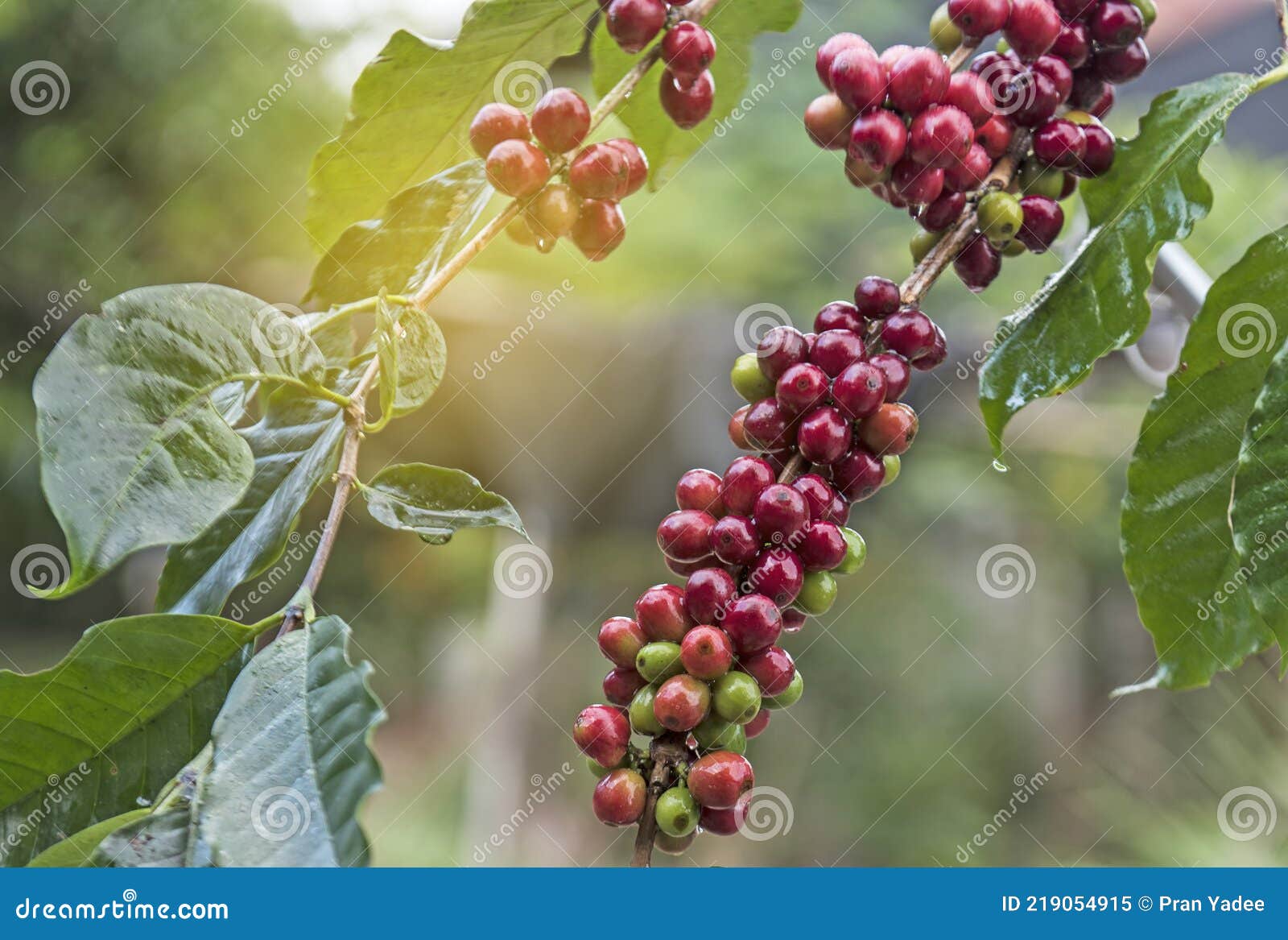 Water Drop of Coffee Plant Isoated in Garden Stock Image - Image of ...