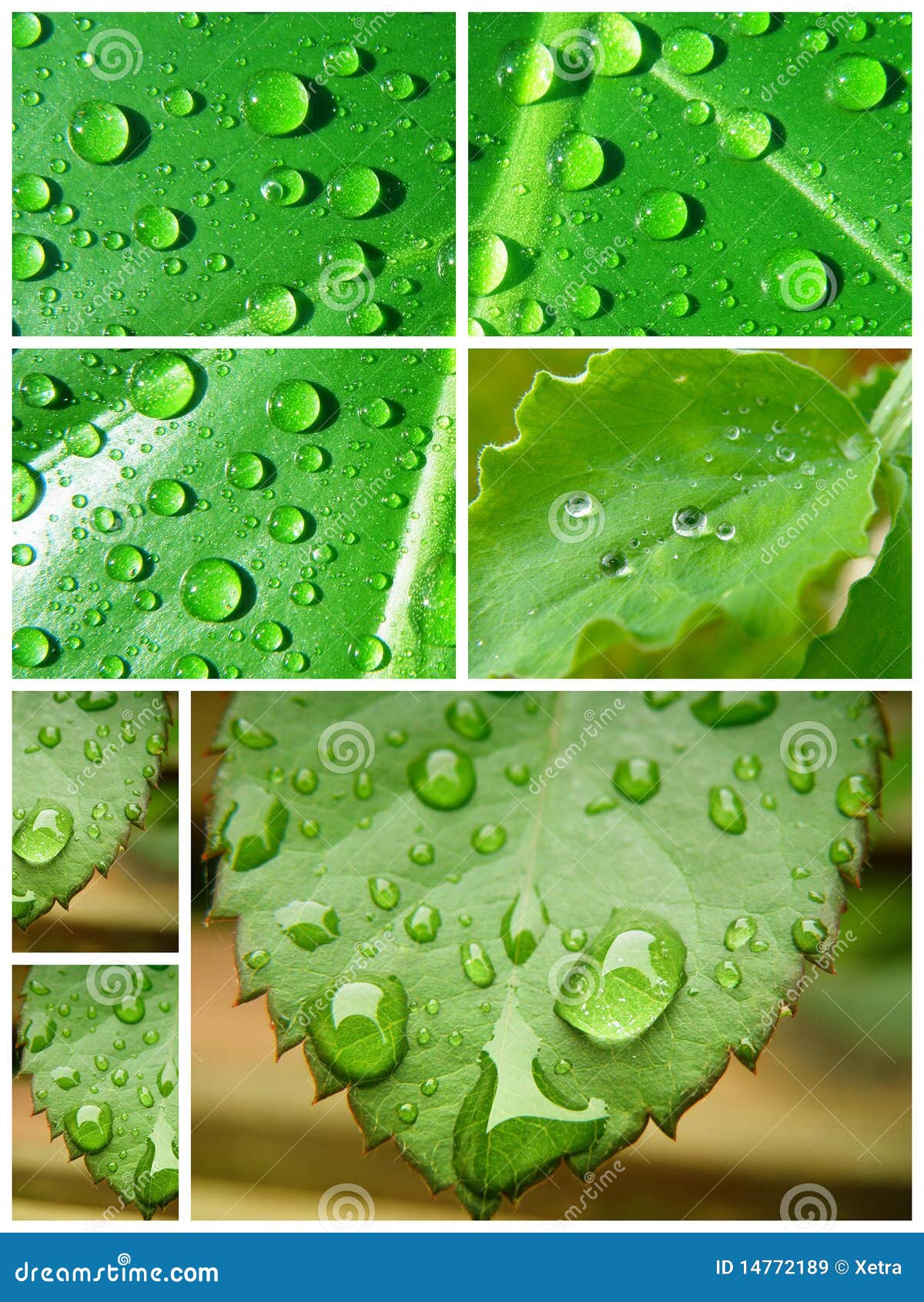 Water drop collage stock image. Image of botanical, abstract - 14772189