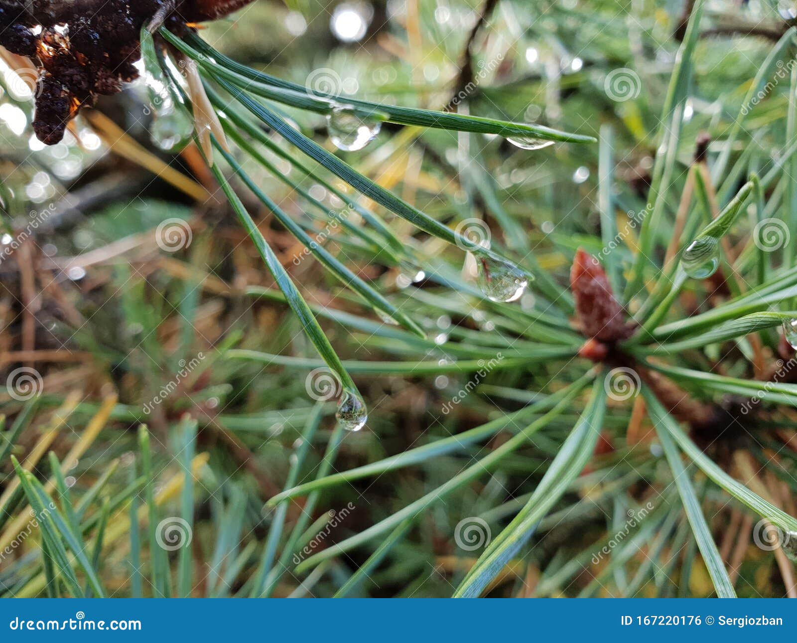 Water Drop on the Conifer Needle Stock Photo - Image of europe ...
