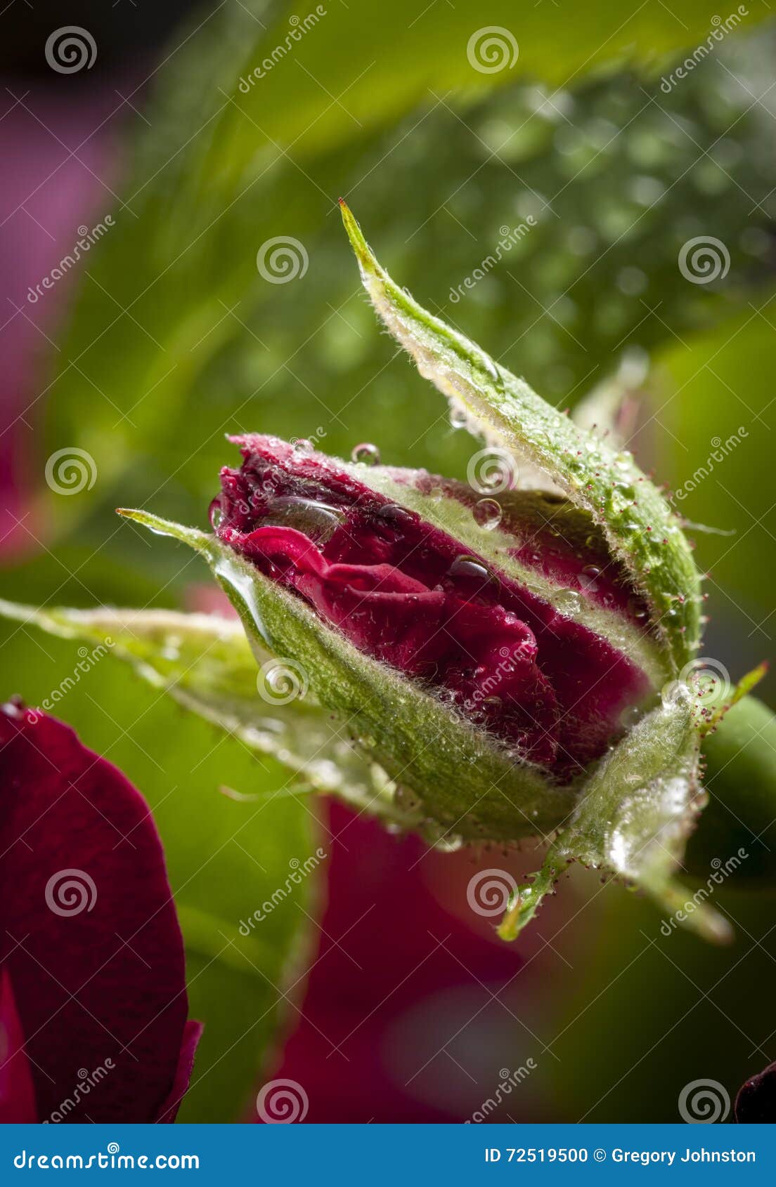 Water Drop Covered Rose Bud. Stock Photo - Image of drops, pretty: 72519500