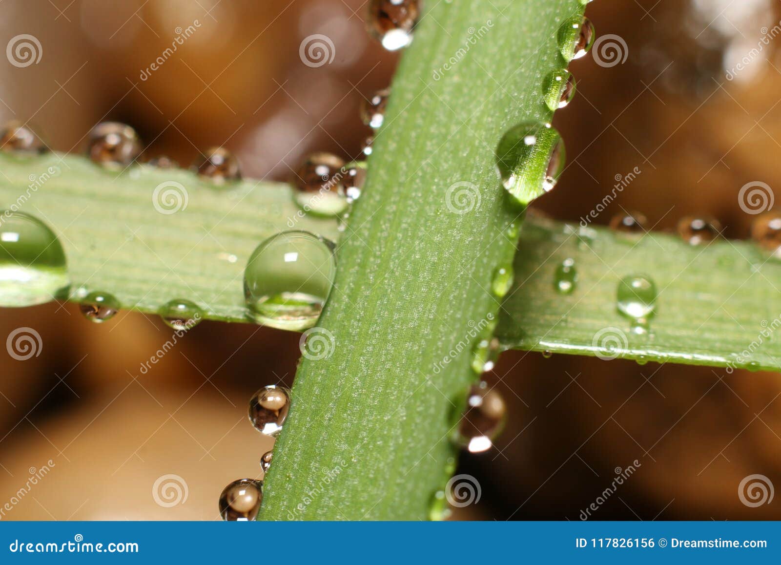 Water drop cross stock photo. Image of grass, water - 117826156