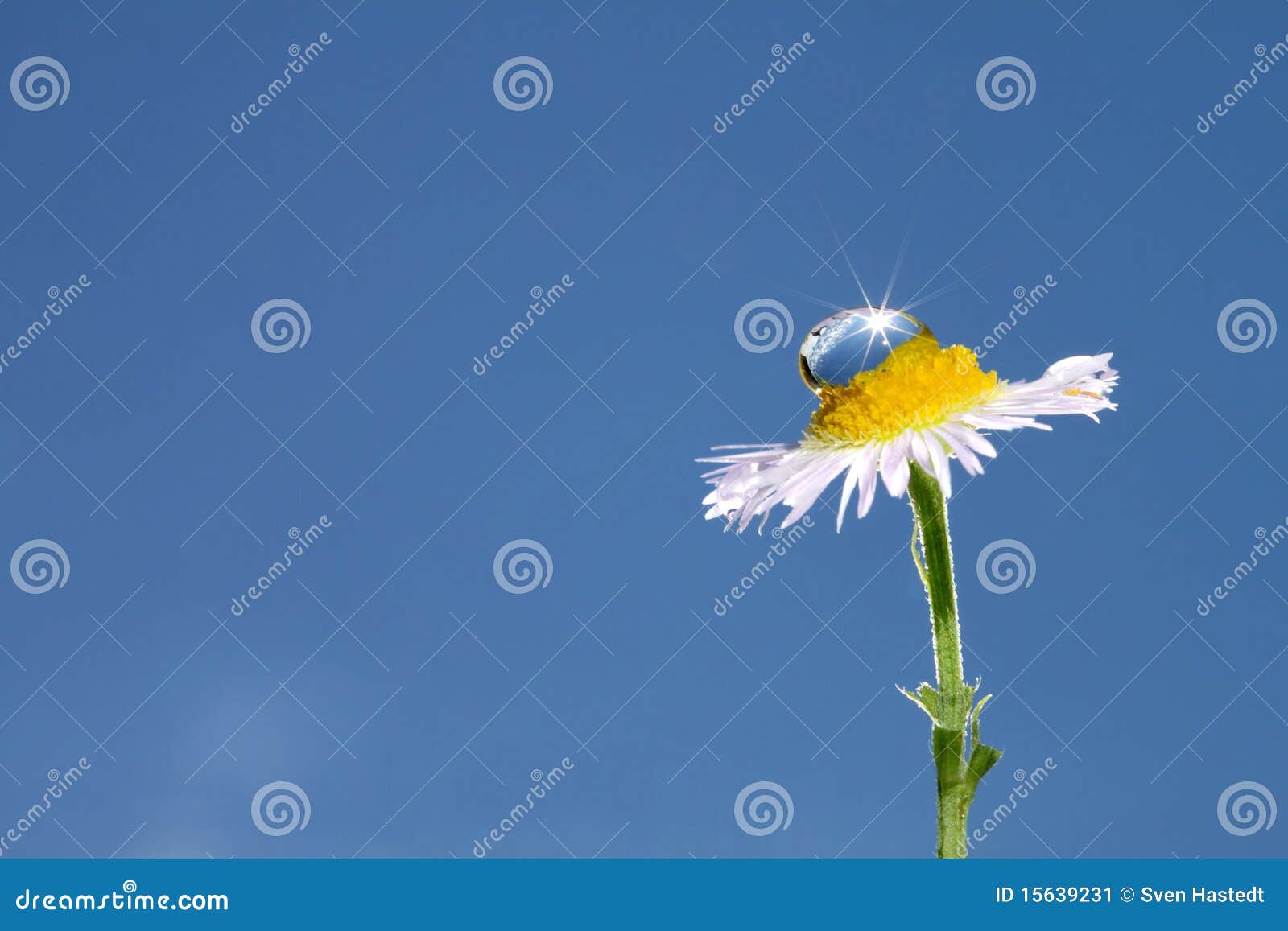 Water drop on daisy stock image. Image of blue, beautiful - 15639231