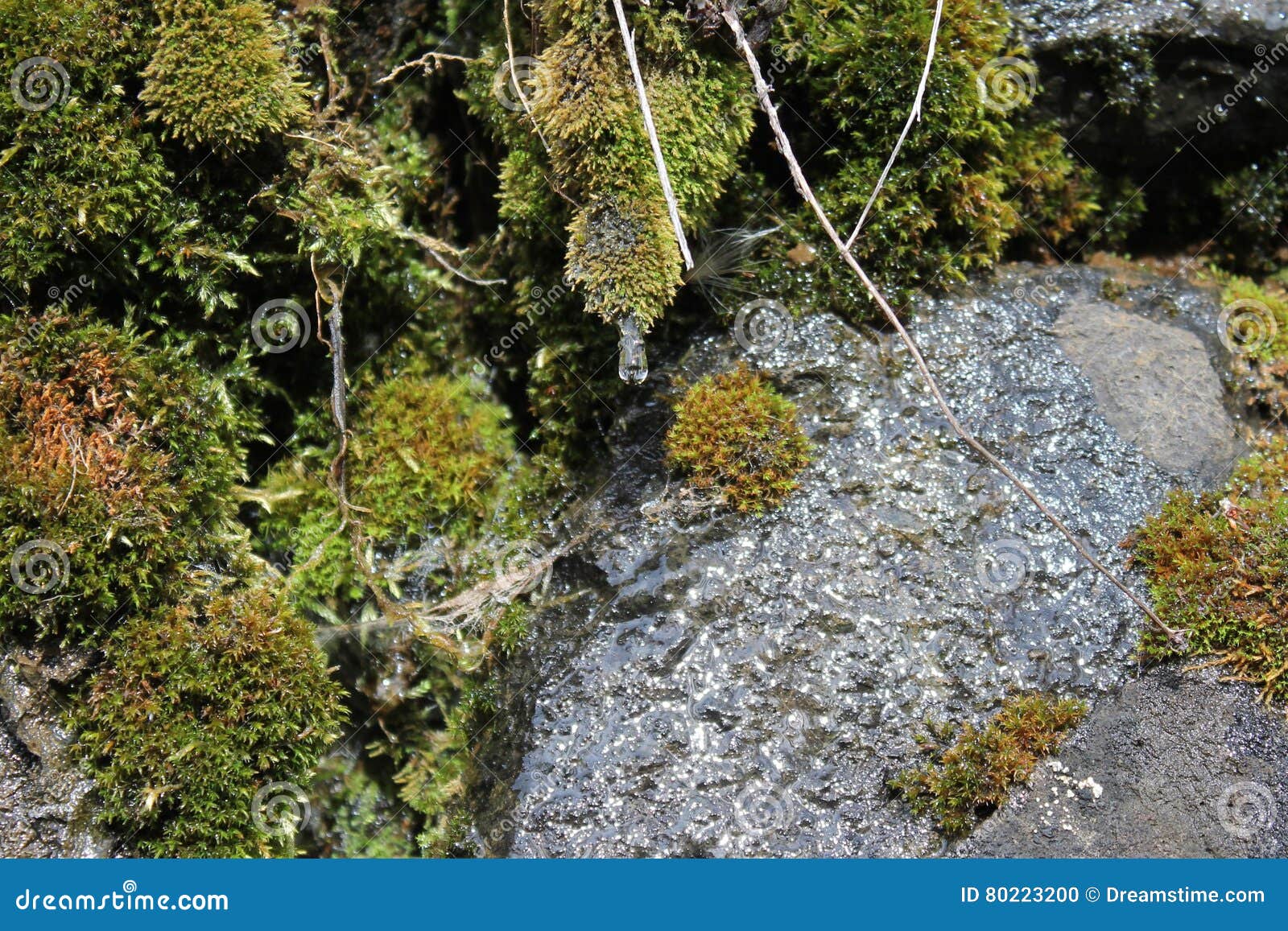 Water drop stock photo. Image of green, drip, water, dripping - 80223200