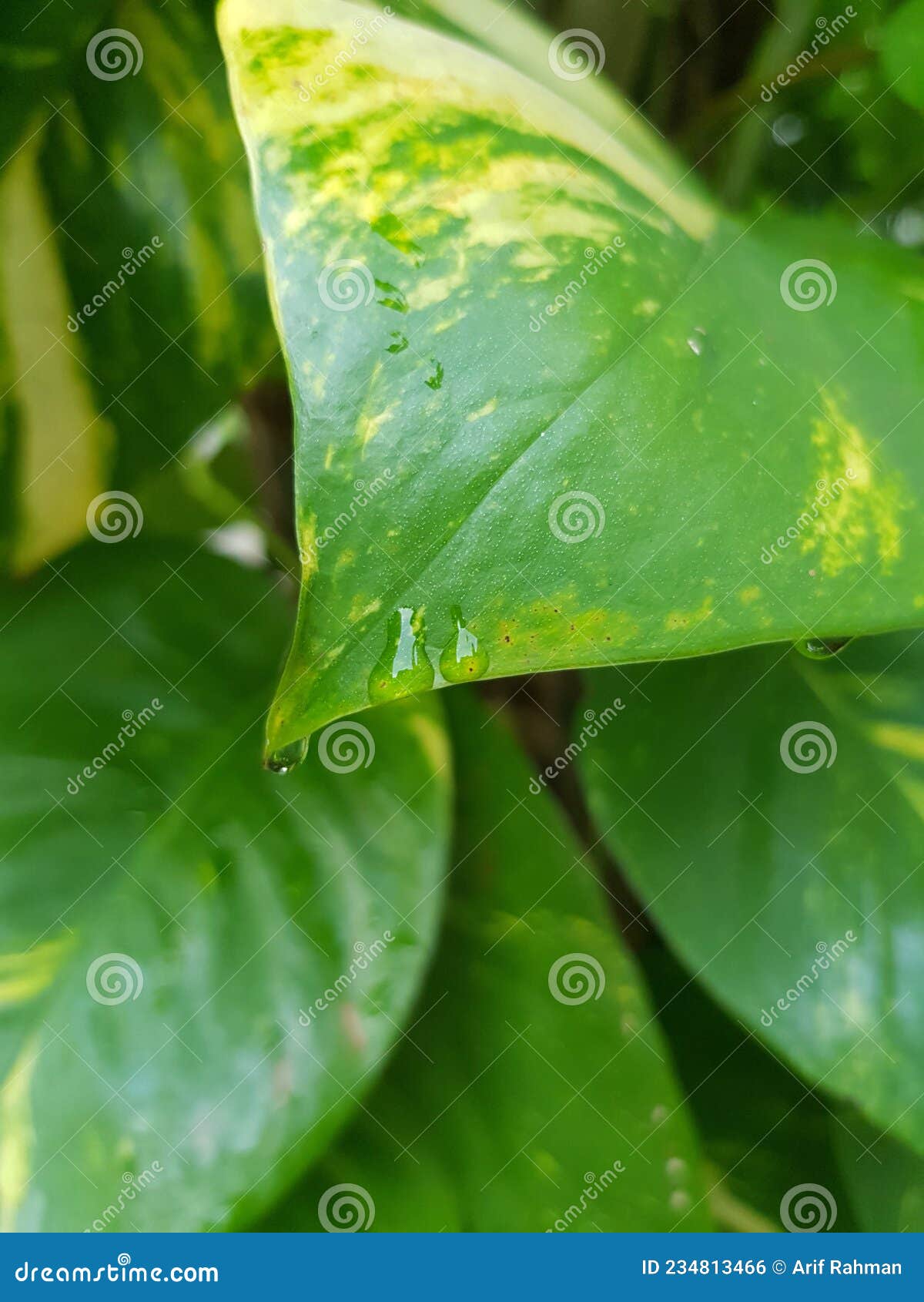A Water Drop is on the Edge of Green Leaf Stock Photo - Image of water ...
