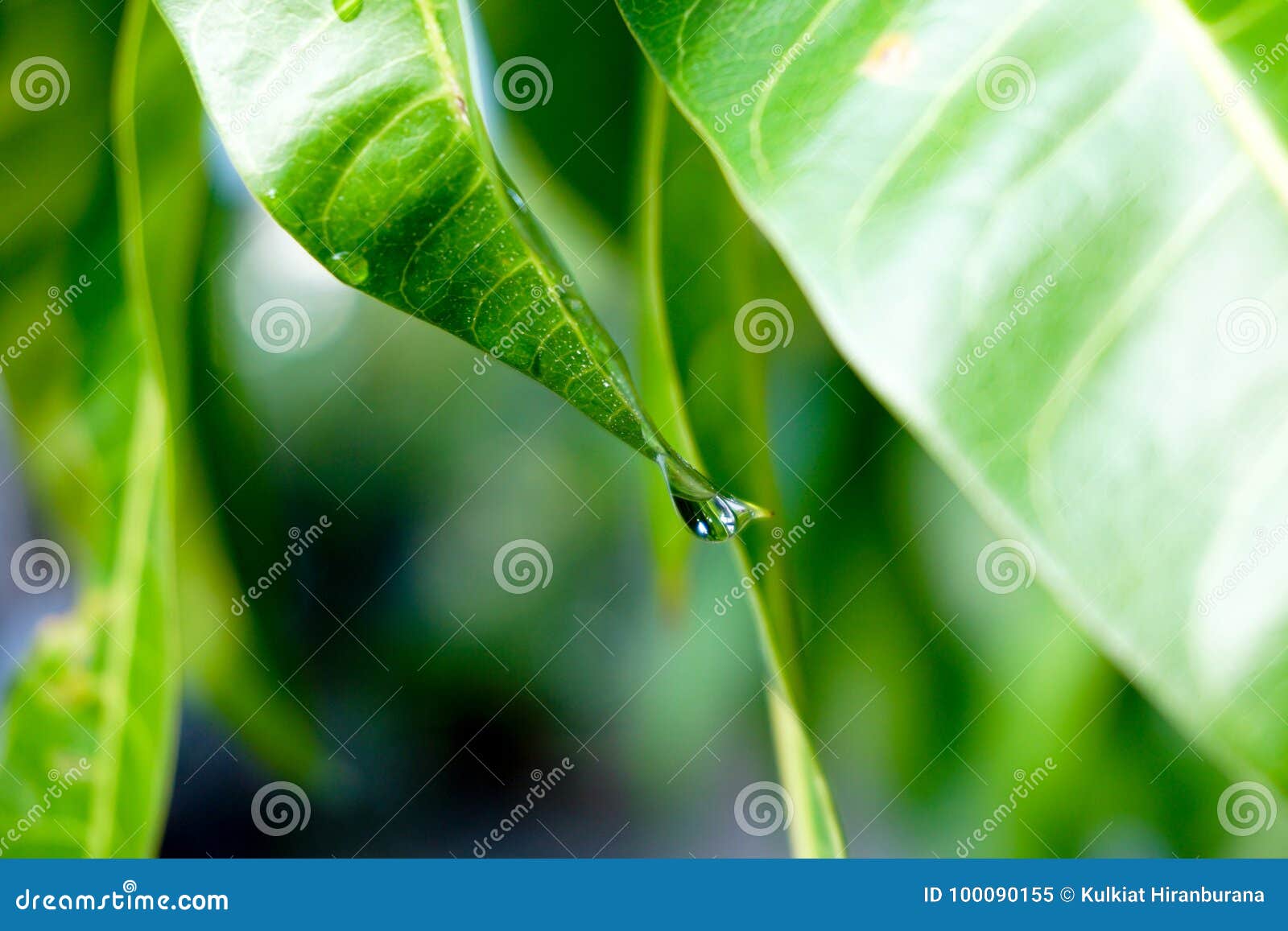 Water Drop on the Edge of the Leaf Stock Image - Image of spring ...