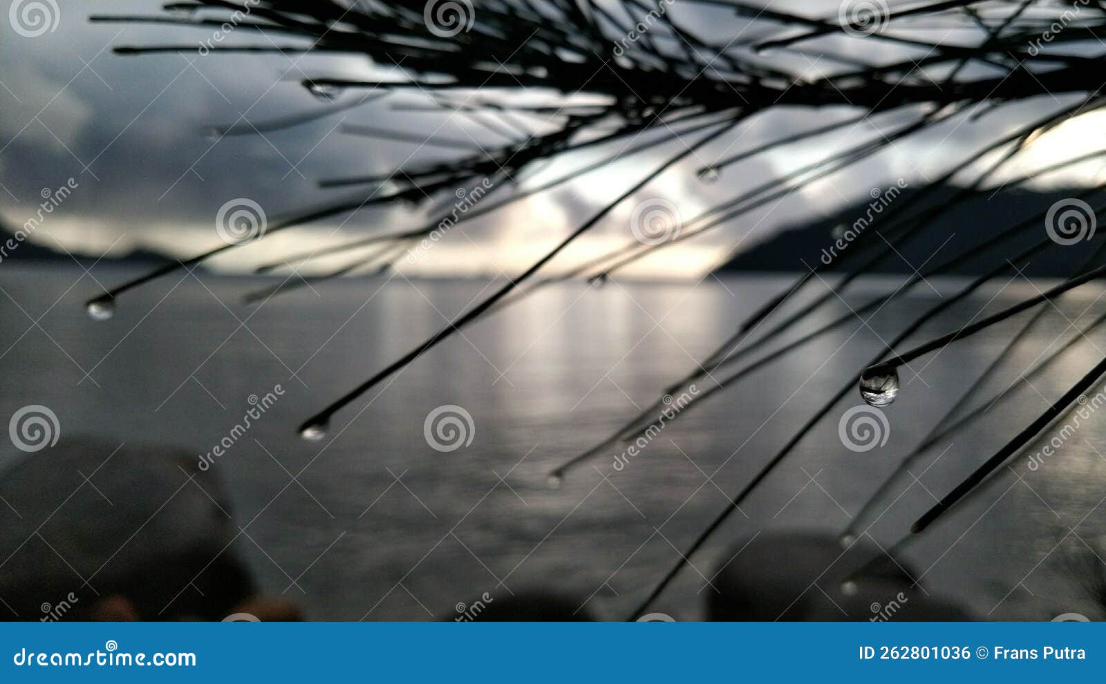 Water Drop on Edge of Trees Stock Photo - Image of lighting, refresh ...