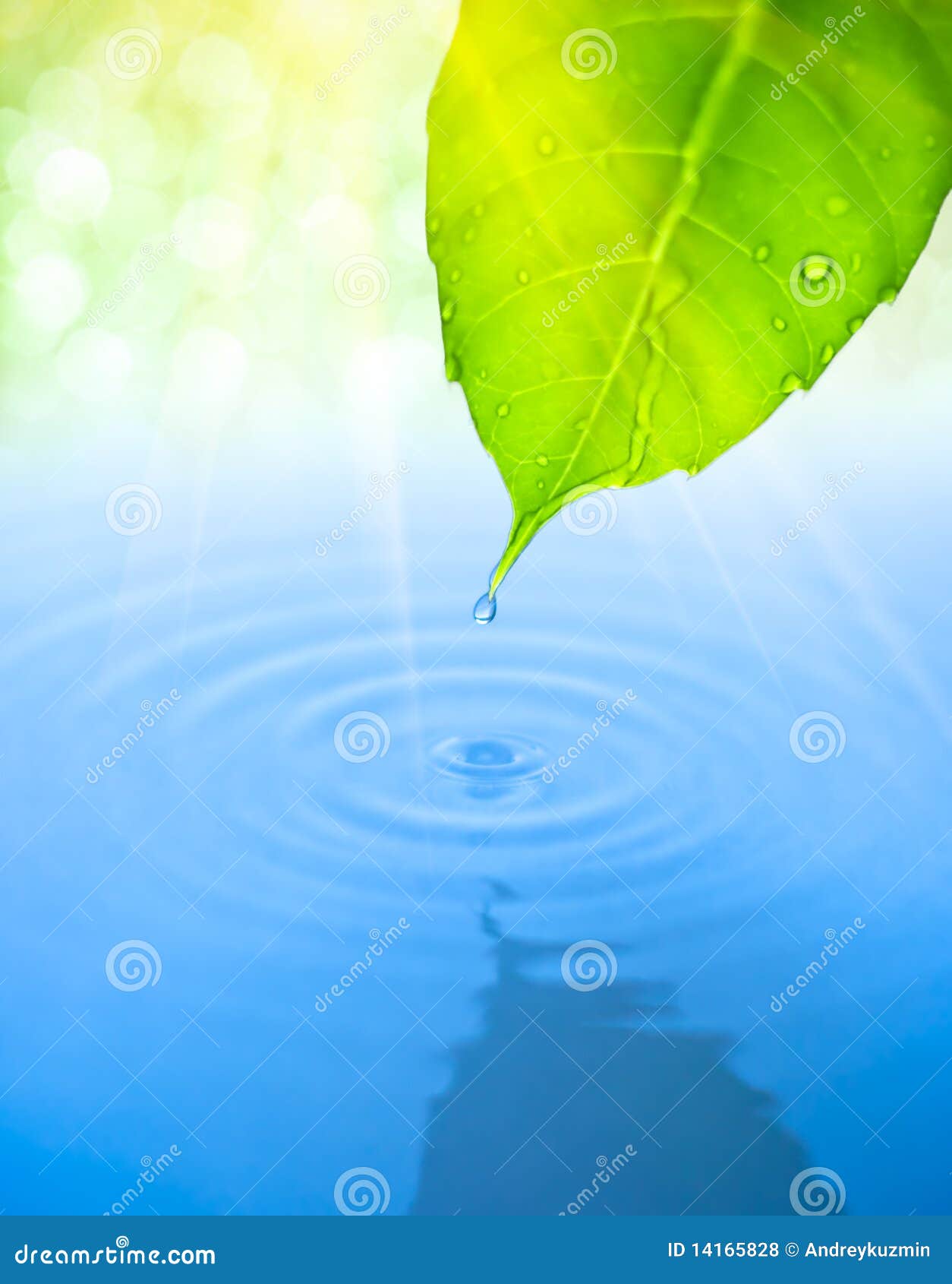 Water Drop Fall from Green Leaf with Ripple Stock Photo - Image of ...