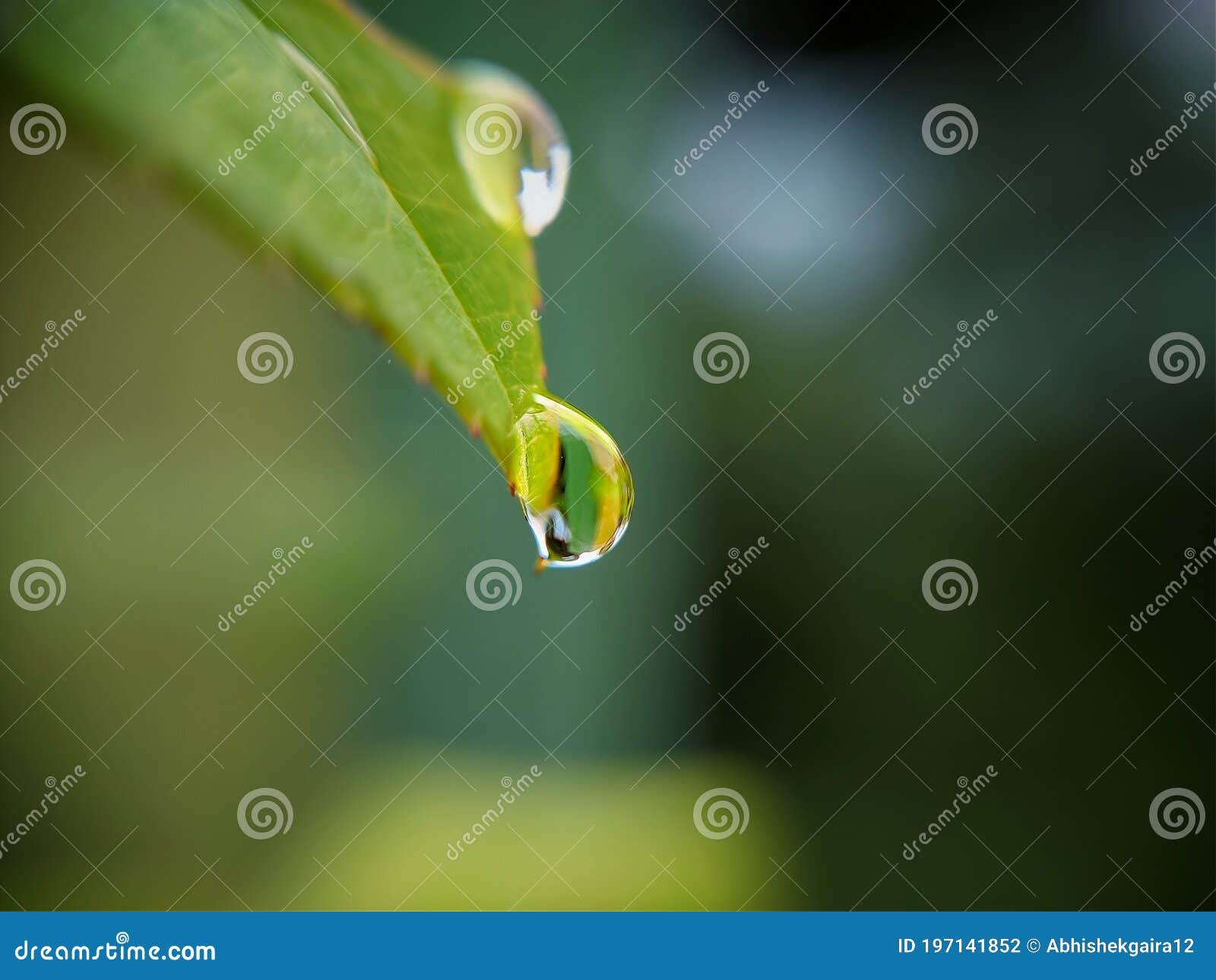Water Drop Falling from Green Leaf Nature Rain Beautiful Spring Stock ...