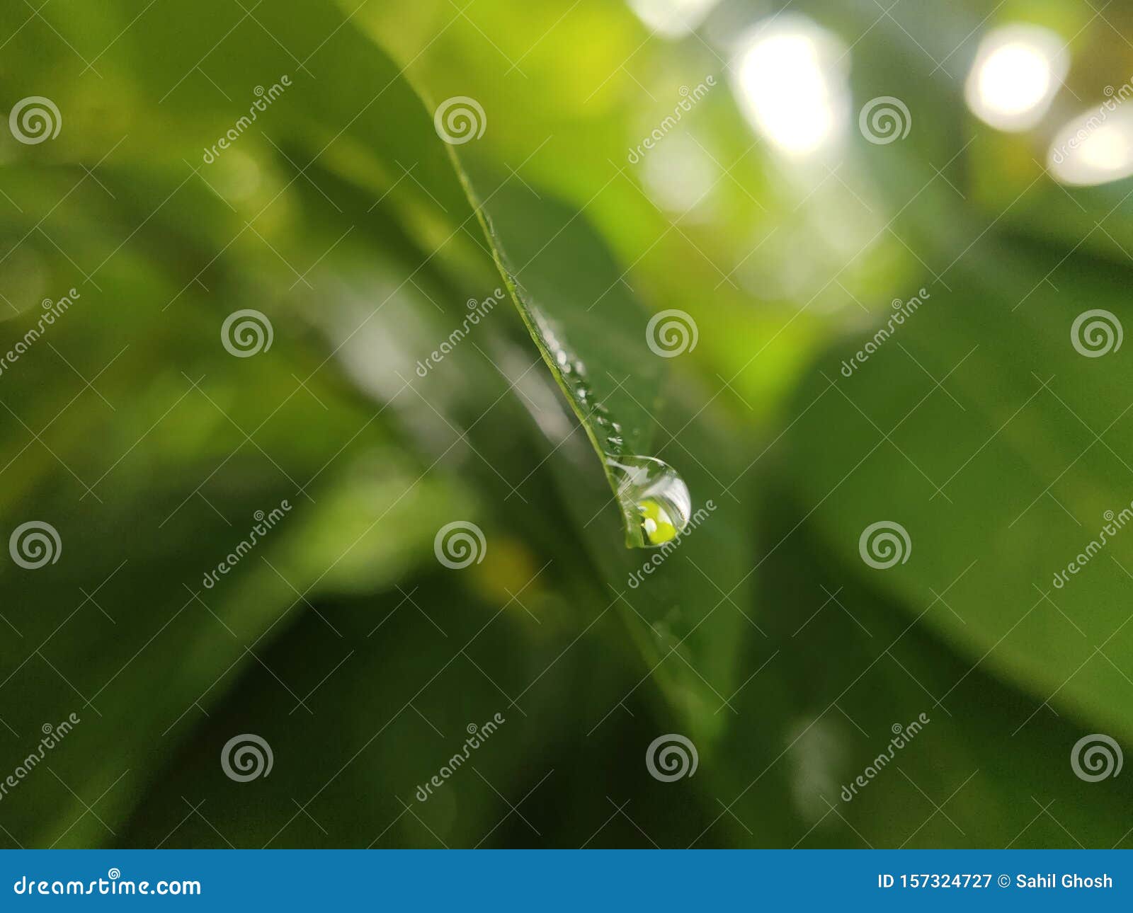 Water Drop Falling from a Leaf. Stock Image - Image of leaf, green ...
