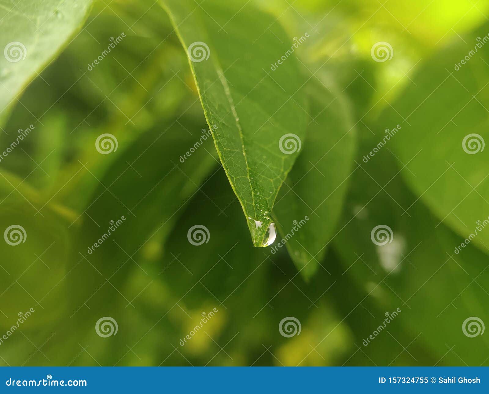 Water Drop Falling from a Leaf. Stock Image - Image of clear, leaves ...
