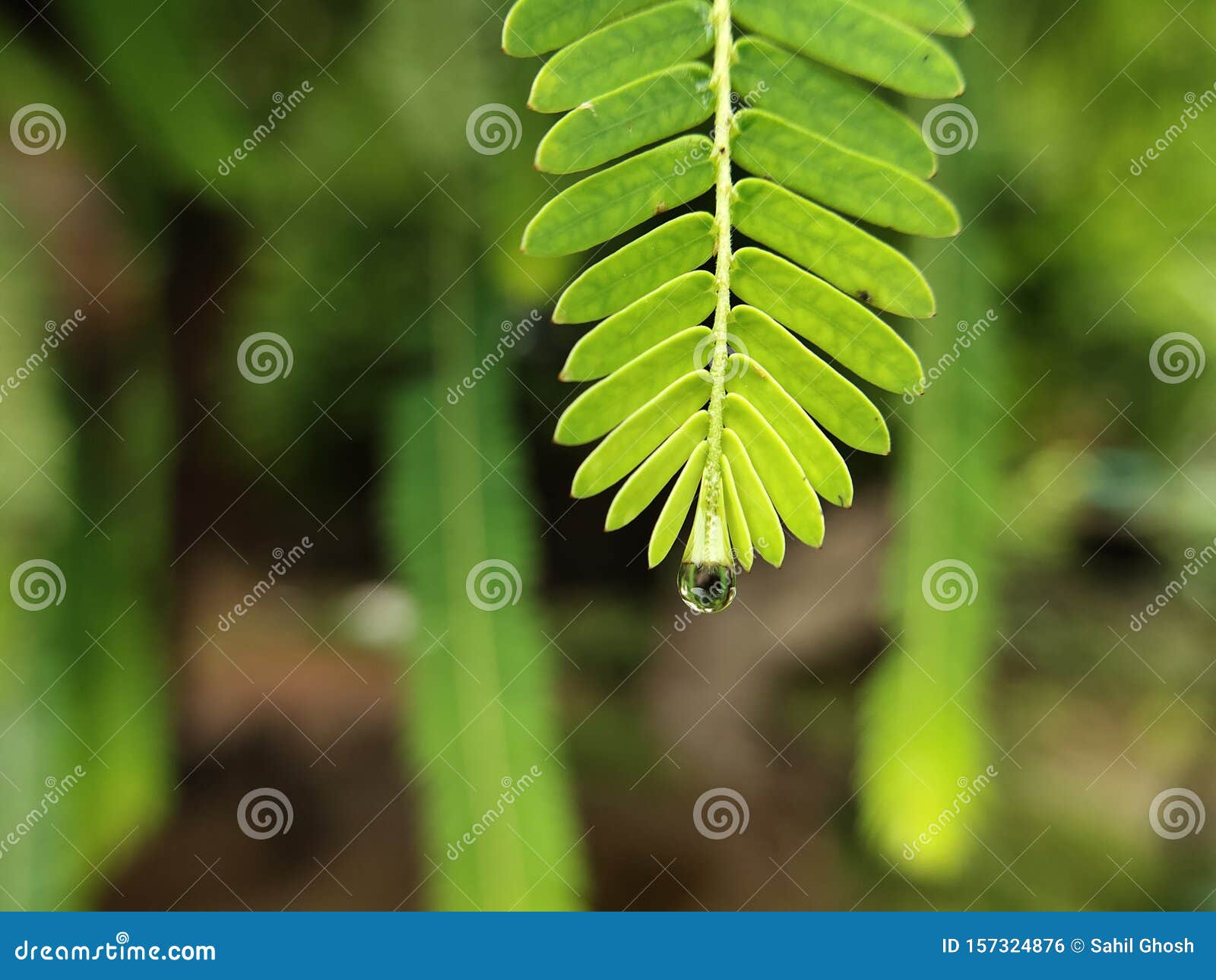Water Drop Falling from a Leaf. Stock Photo - Image of closeup, circle ...