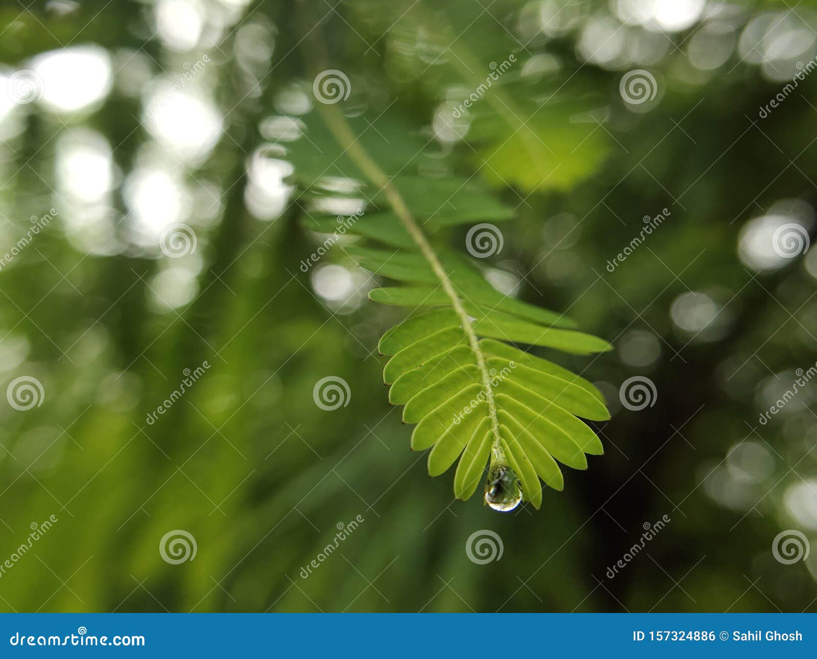 Water Drop Falling from a Leaf. Stock Photo - Image of environment ...