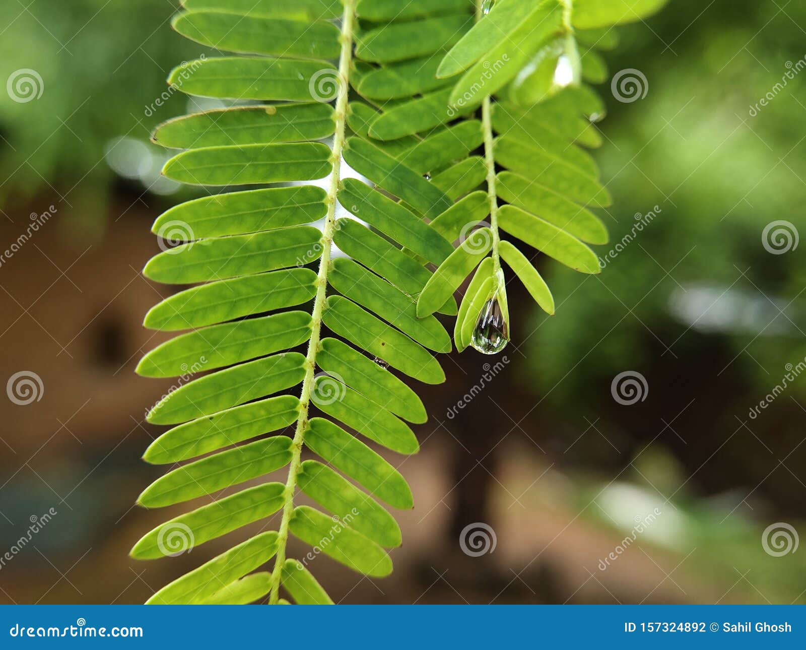 Water Drop Falling from a Leaf. Stock Photo - Image of droplets ...