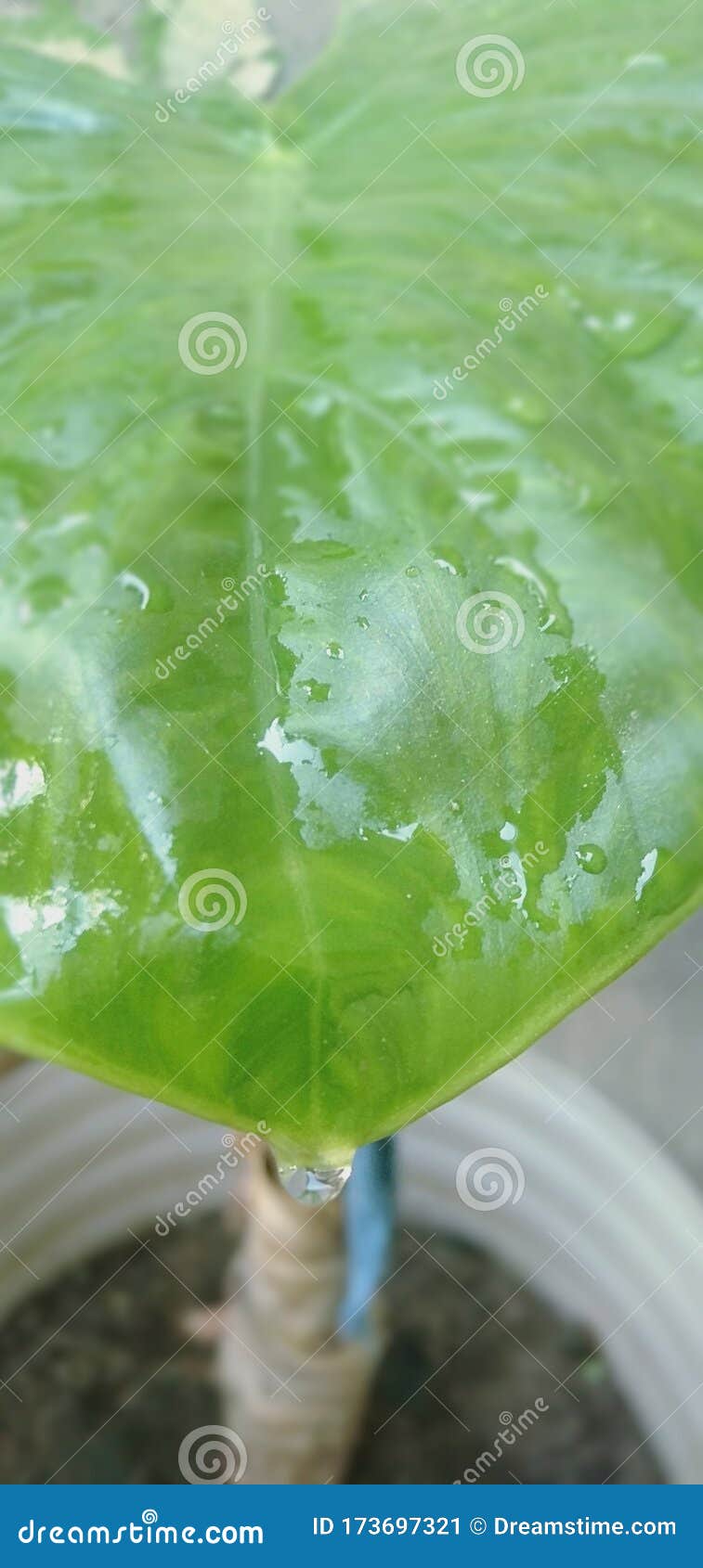 Water Drop Falling from Leaves in Pot Stock Image - Image of water ...