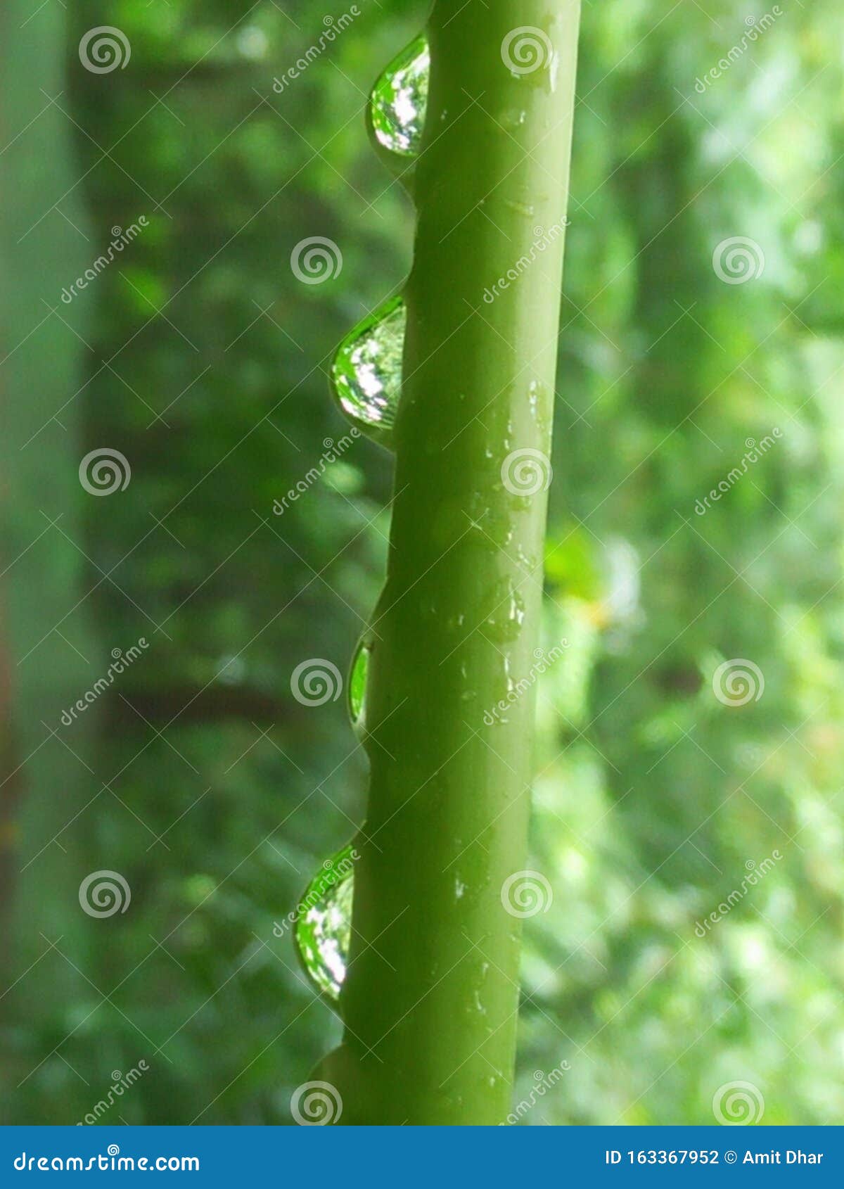 Water Drop Falling by the Root Nature Stock Photo - Image of water ...