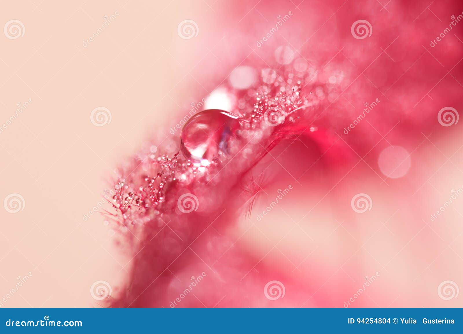 Water Drop on Feather. Purple Feather with a Drop,macro.artistic Image ...