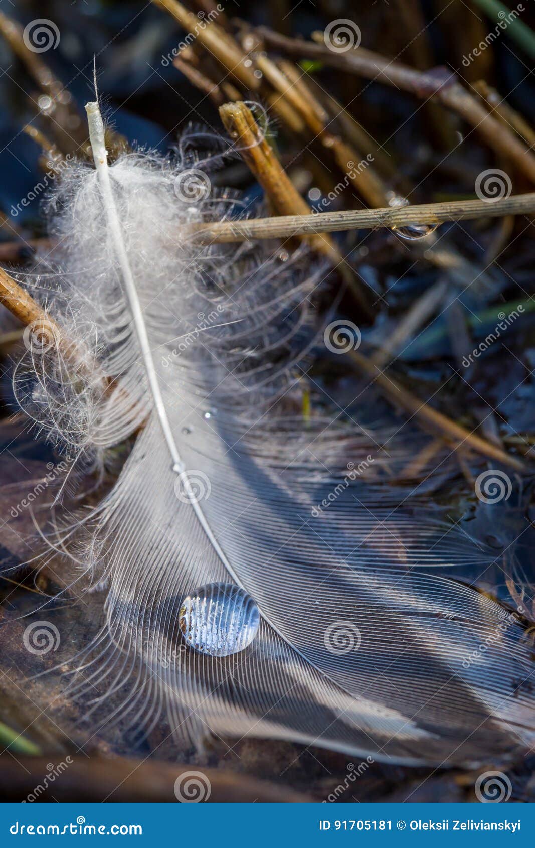 Water drop on feather stock image. Image of white, smooth - 91705181