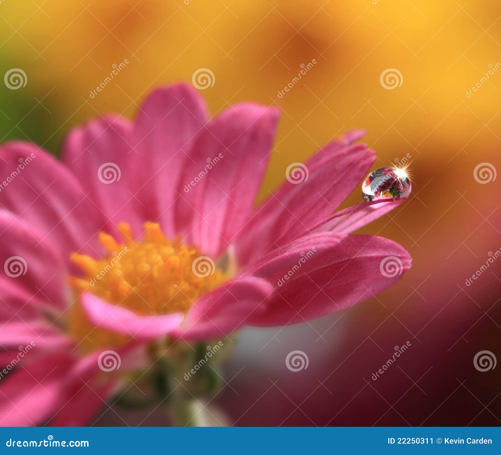 Water Drop on Flower stock image. Image of isolated, leaf - 22250311