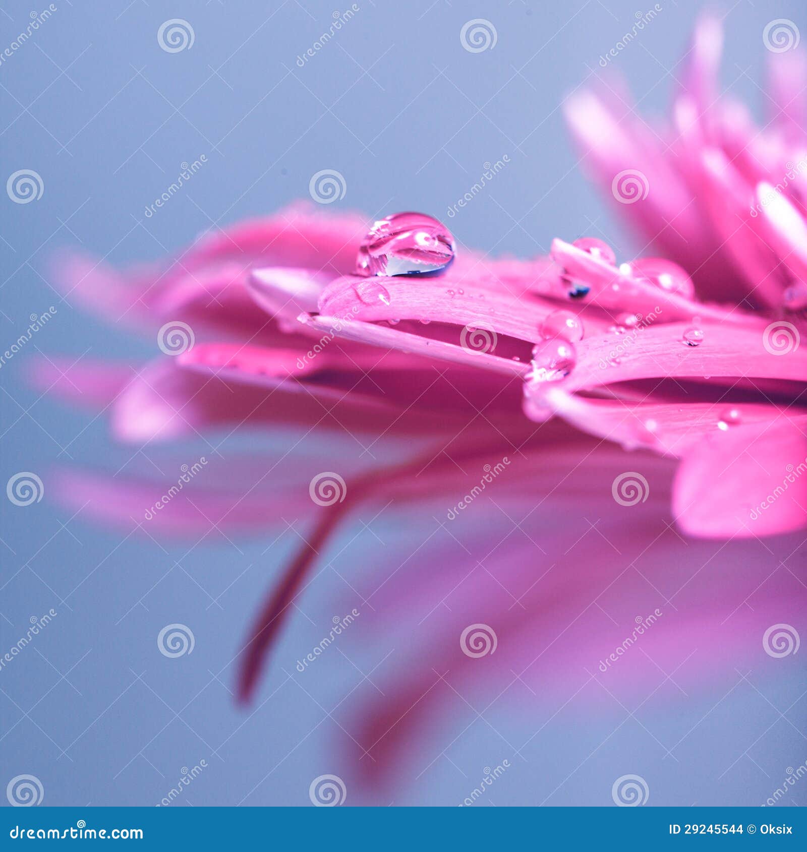 Water drop on flower stock photo. Image of drop, blossom - 29245544