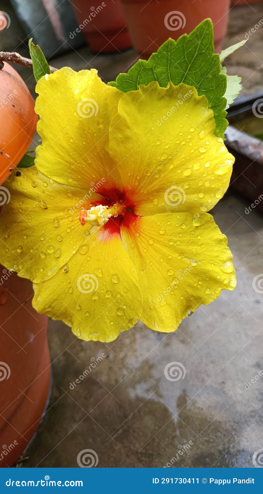 Water drop on flower stock image. Image of morning, leaf - 291730411
