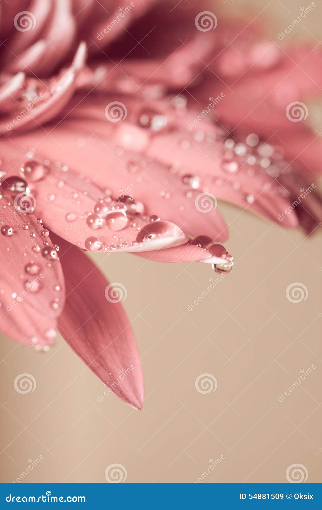 Water drop on flower stock image. Image of bright, gerbera - 54881509