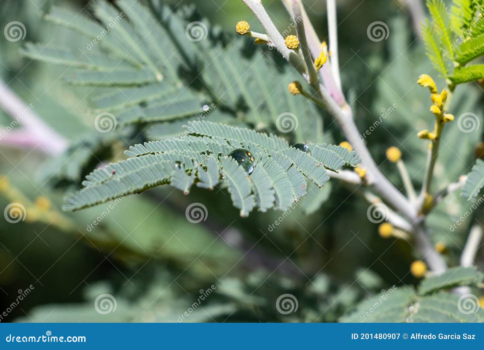 Bipinnate Fresh Green Leaves Of Leucaena Leucocephala Wild Tamarind ...