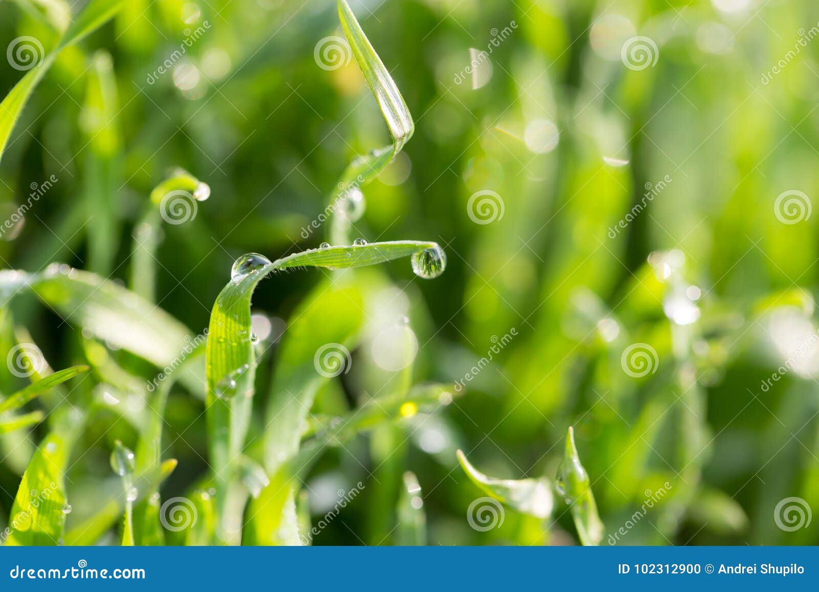 Water Drop on the Green Grass. Macro Stock Photo - Image of bright ...
