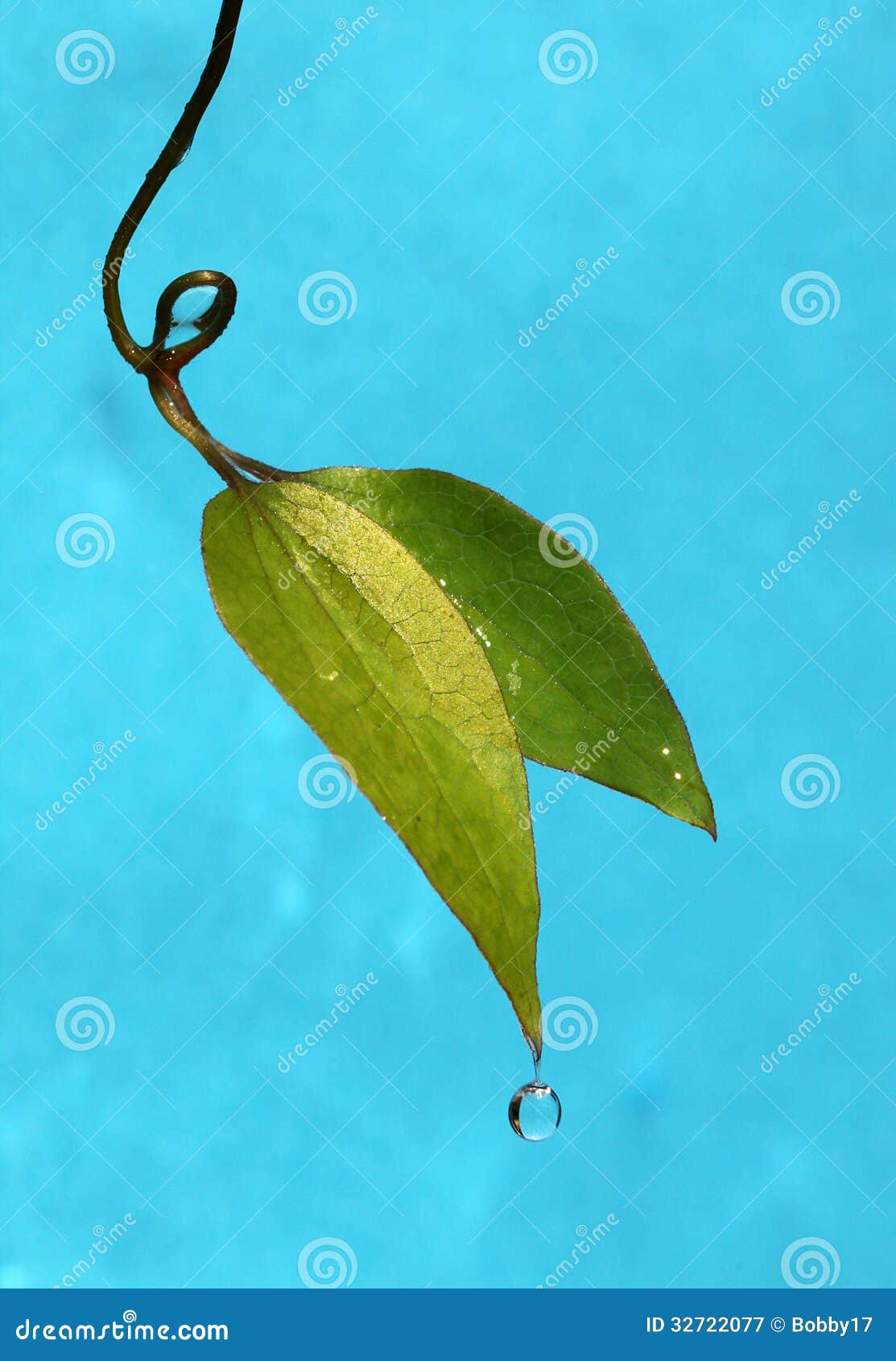 Water drop stock image. Image of health, close, flora - 32722077