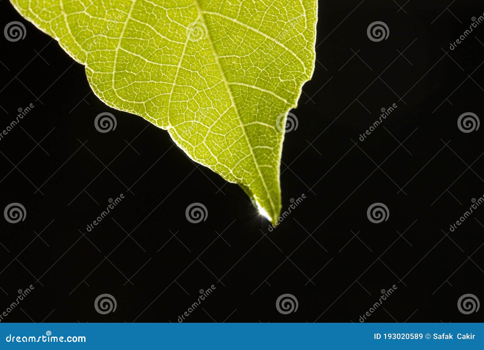 Leaf stock image. Image of organic, natural, leaf, growth - 193020589