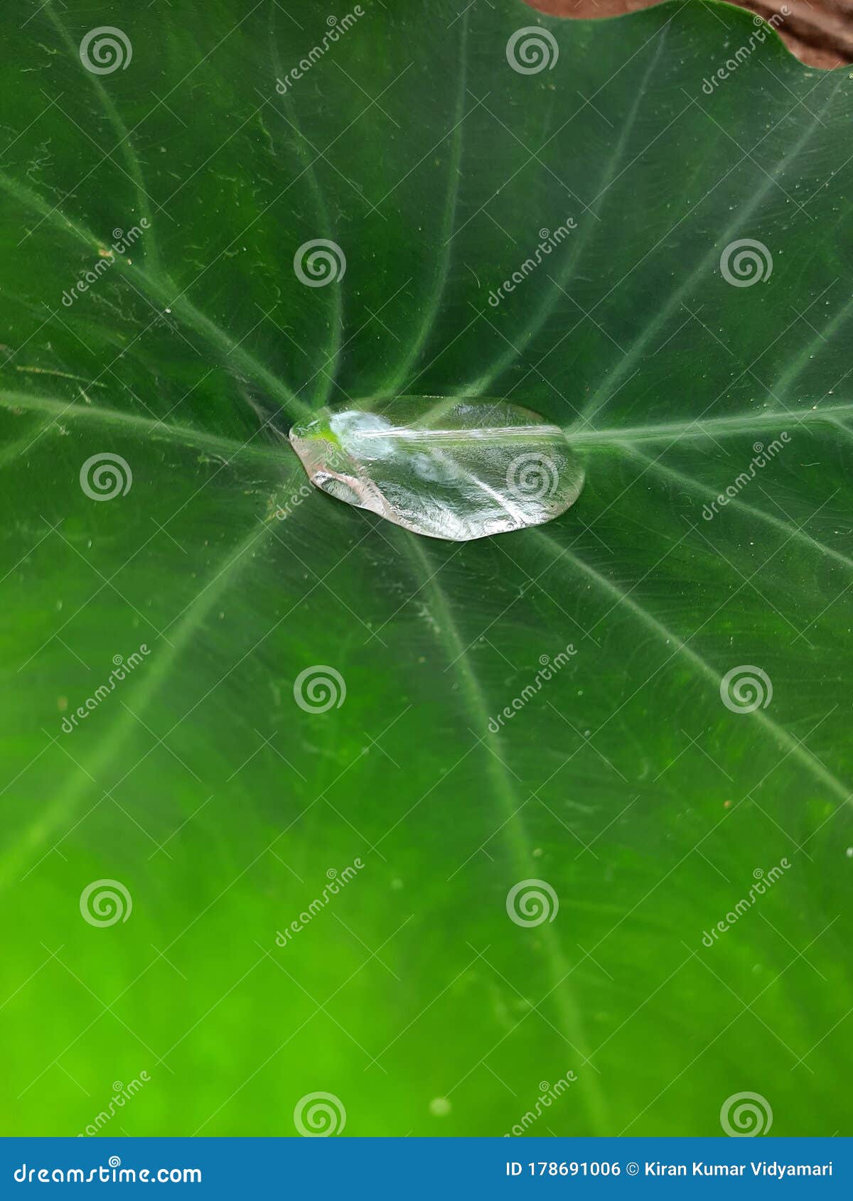 Water Drop in a leaf stock photo. Image of droplet, raindrop - 178691006