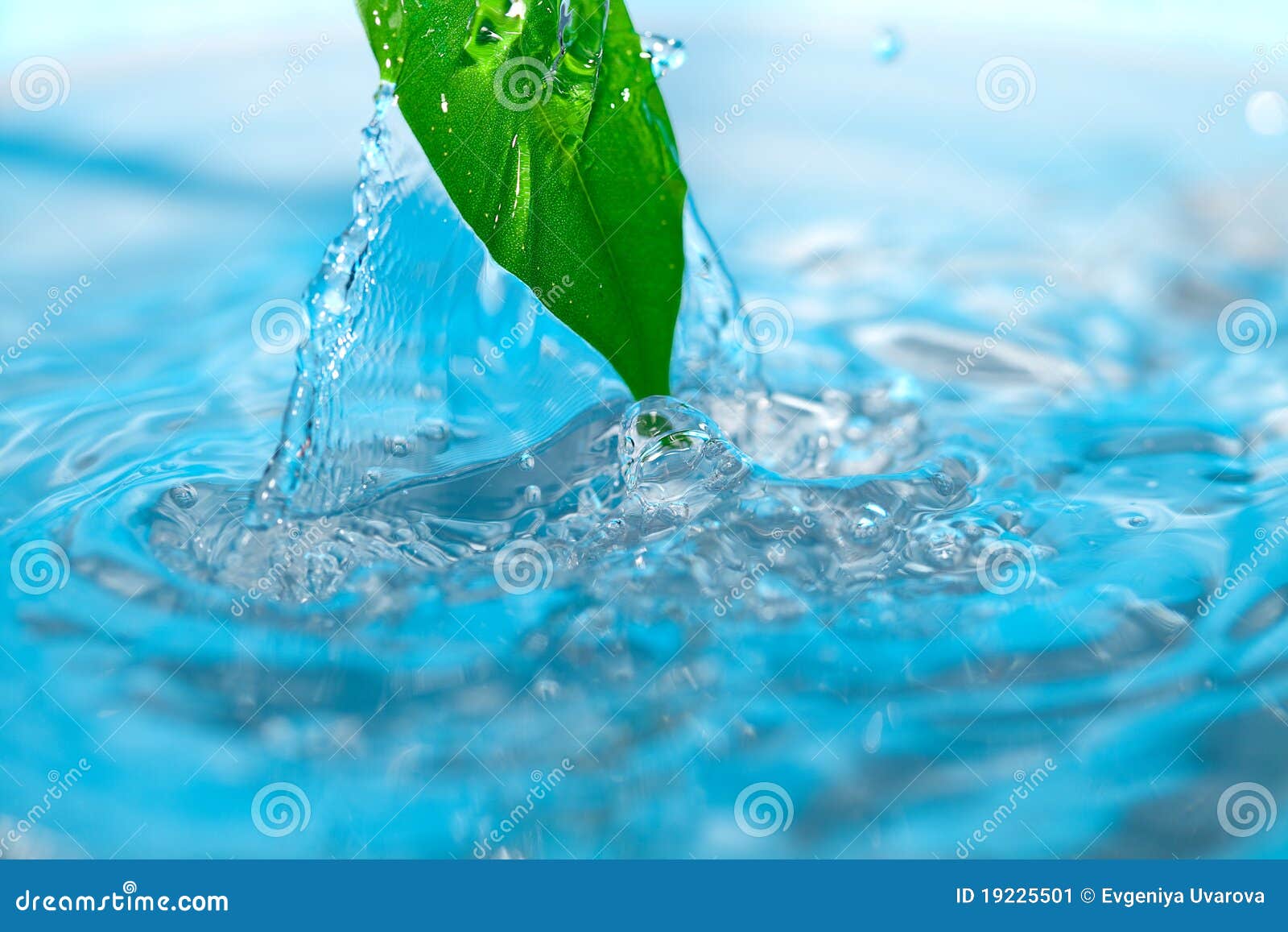 Close Up Angle Water Drop Green Leaves Stock Photos - Free & Royalty ...