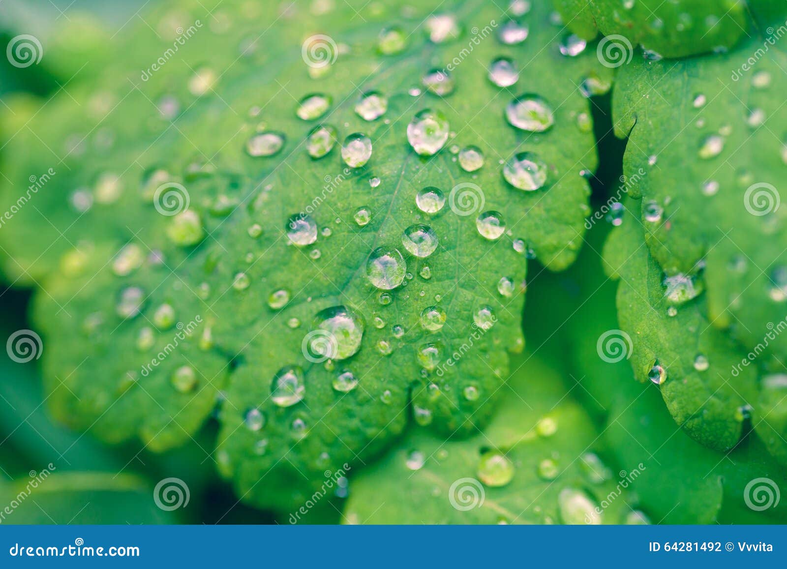 Water drop on green leaves stock photo. Image of texture - 64281492