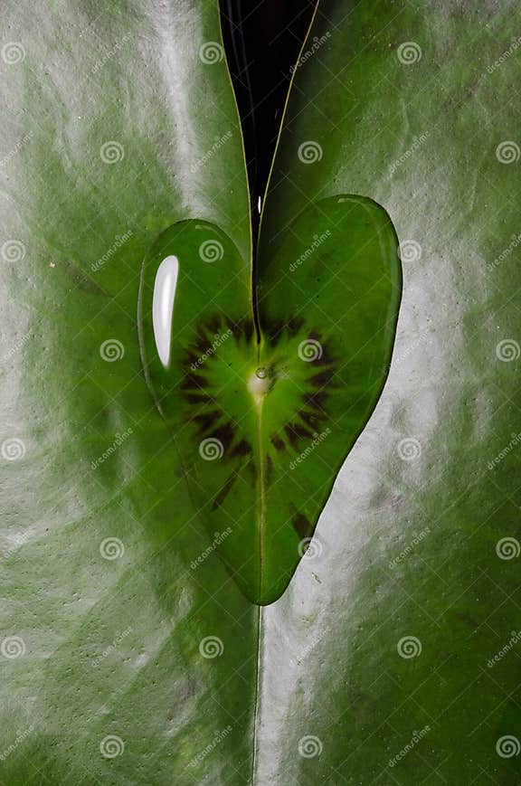 Water drop heart shape stock photo. Image of fresh, native - 25511090