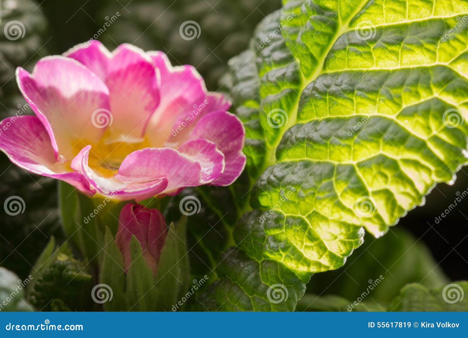 Primula Primera Stock Photos - Free & Royalty-Free Stock Photos from ...