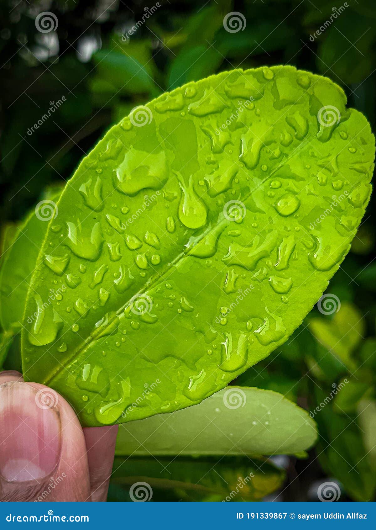 Water drop in leaf stock image. Image of flower, green - 191339867